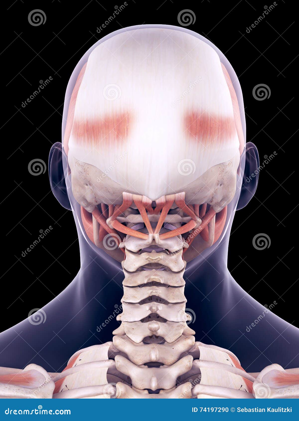 The human head muscle stock illustration. Illustration of neck - 74197290