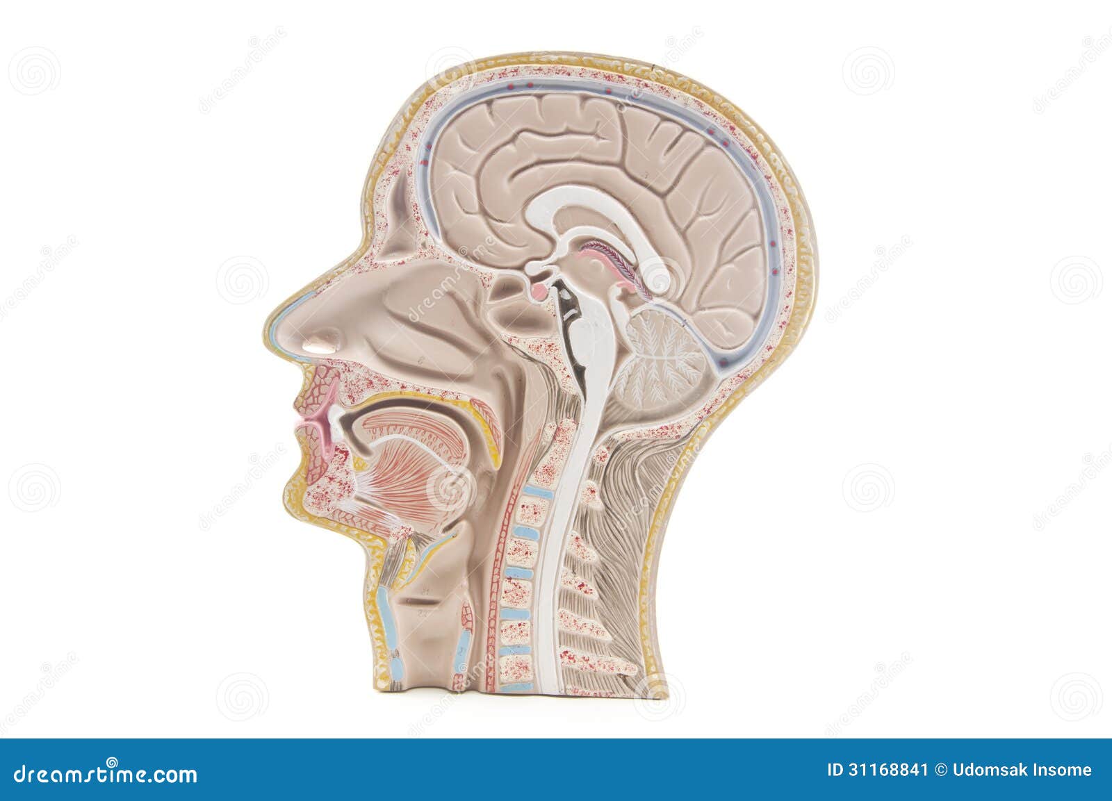 Human head an neck stock illustration. Illustration of anatomical ...