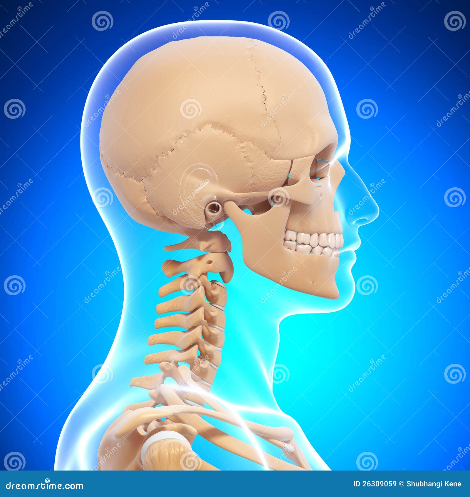 Human Head Skeleton in Blue Stock Illustration - Illustration of ...