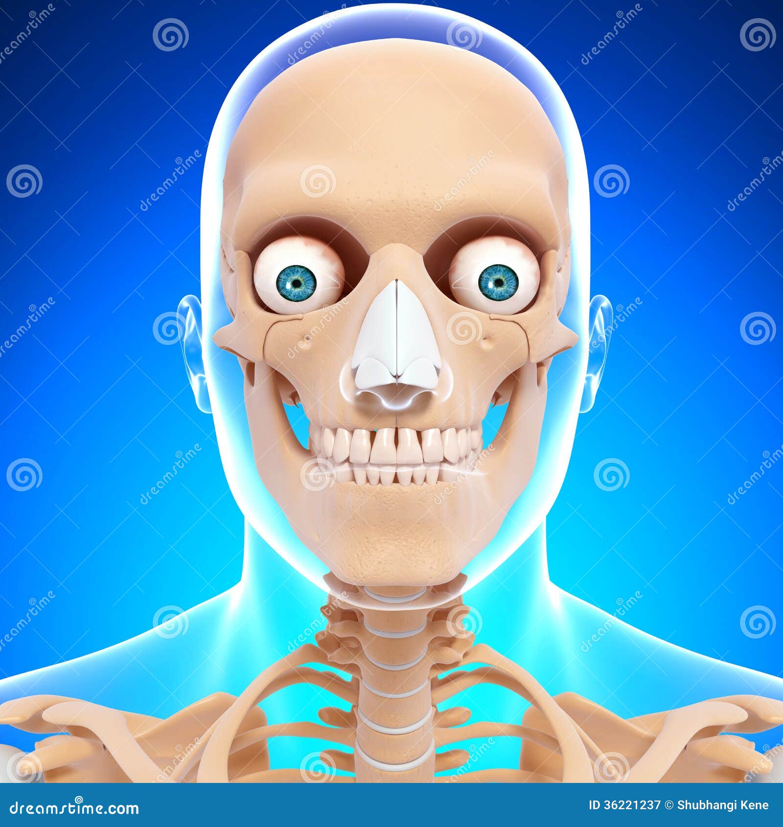 Human Head Skeleton in Blue Stock Illustration - Illustration of ...