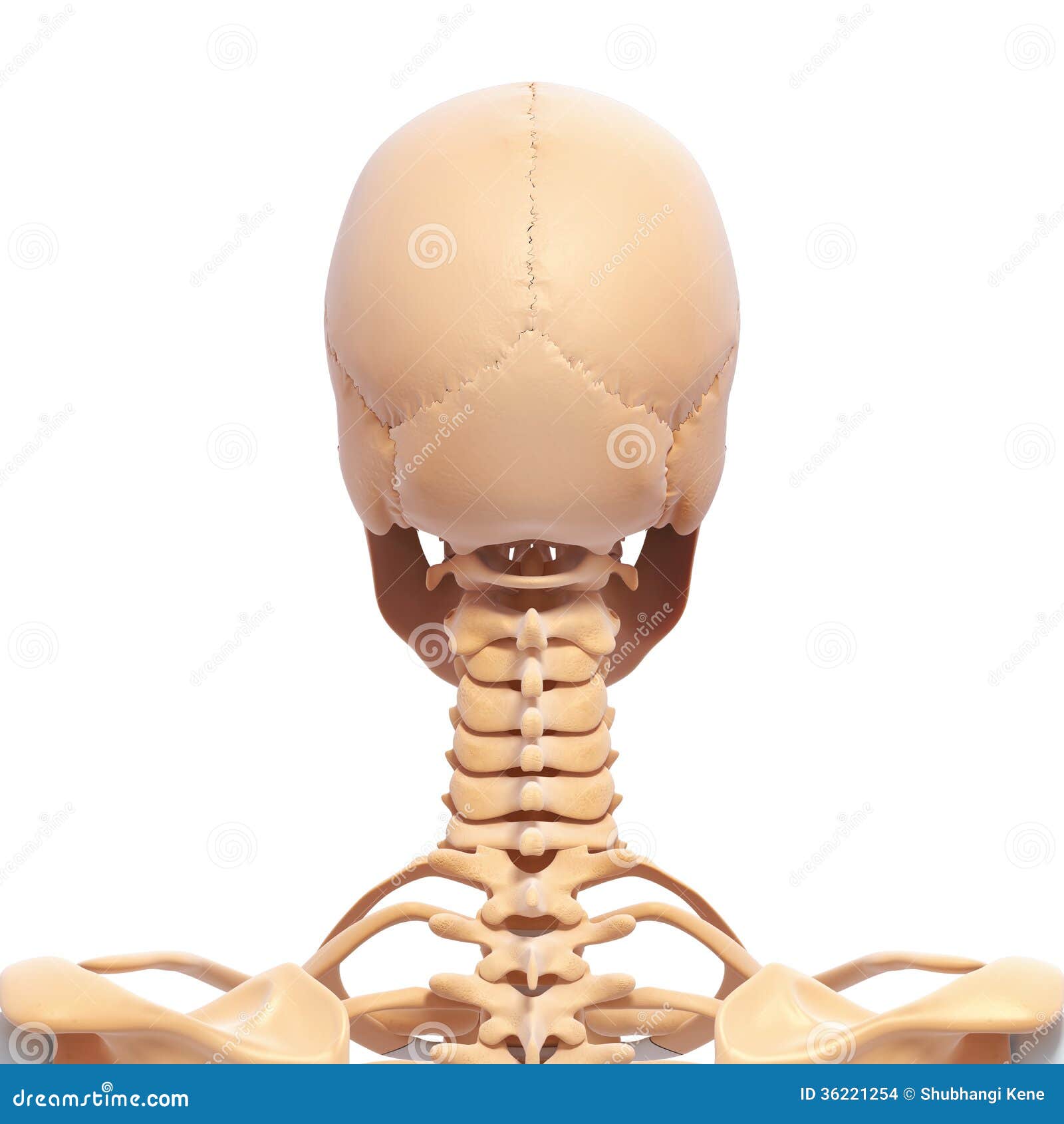 Human Head Skeleton in Blue Stock Illustration - Illustration of ...