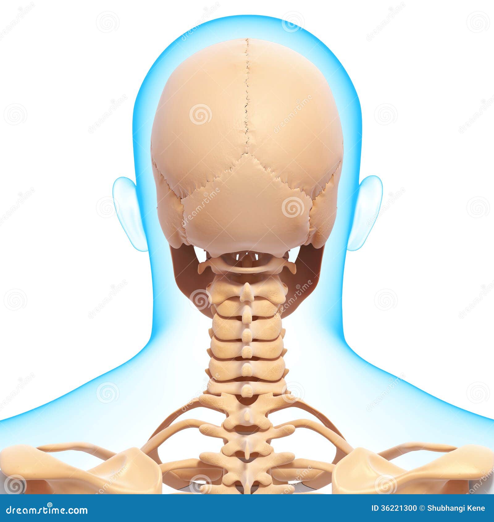 Human head skeleton stock illustration. Illustration of human - 36221300