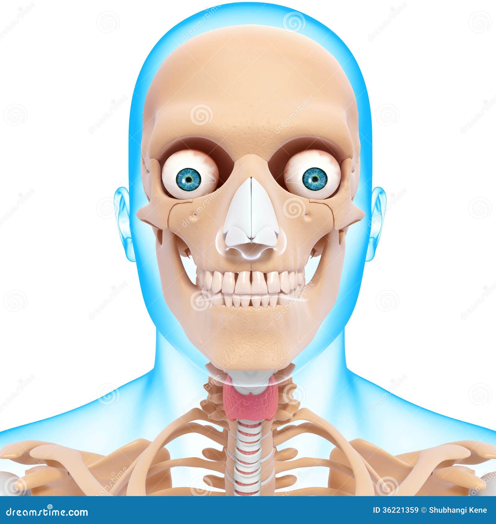 Human head skeleton stock illustration. Illustration of atrium - 36221359