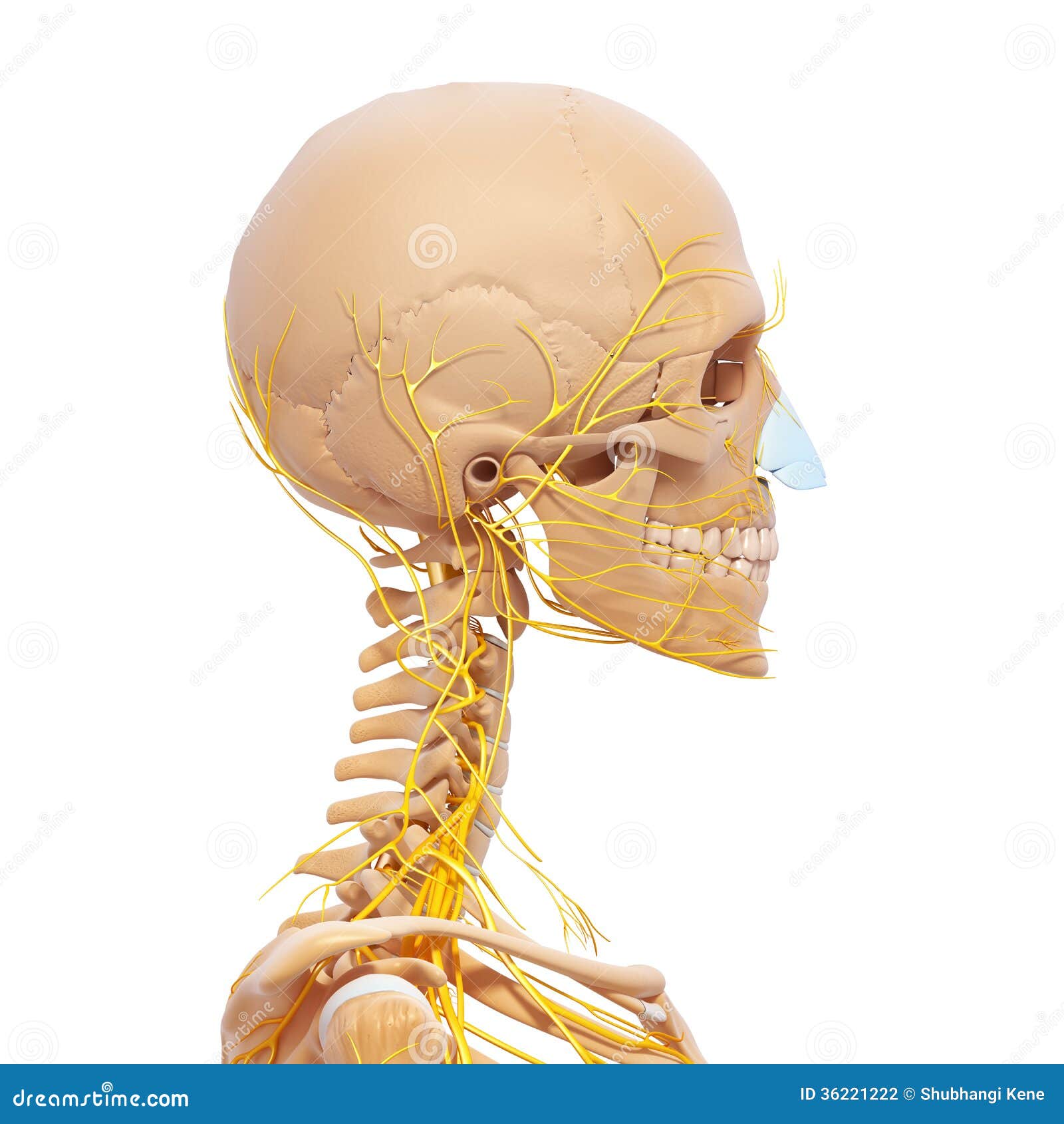 Human Head Skeleton and Nervous System Stock Illustration ...