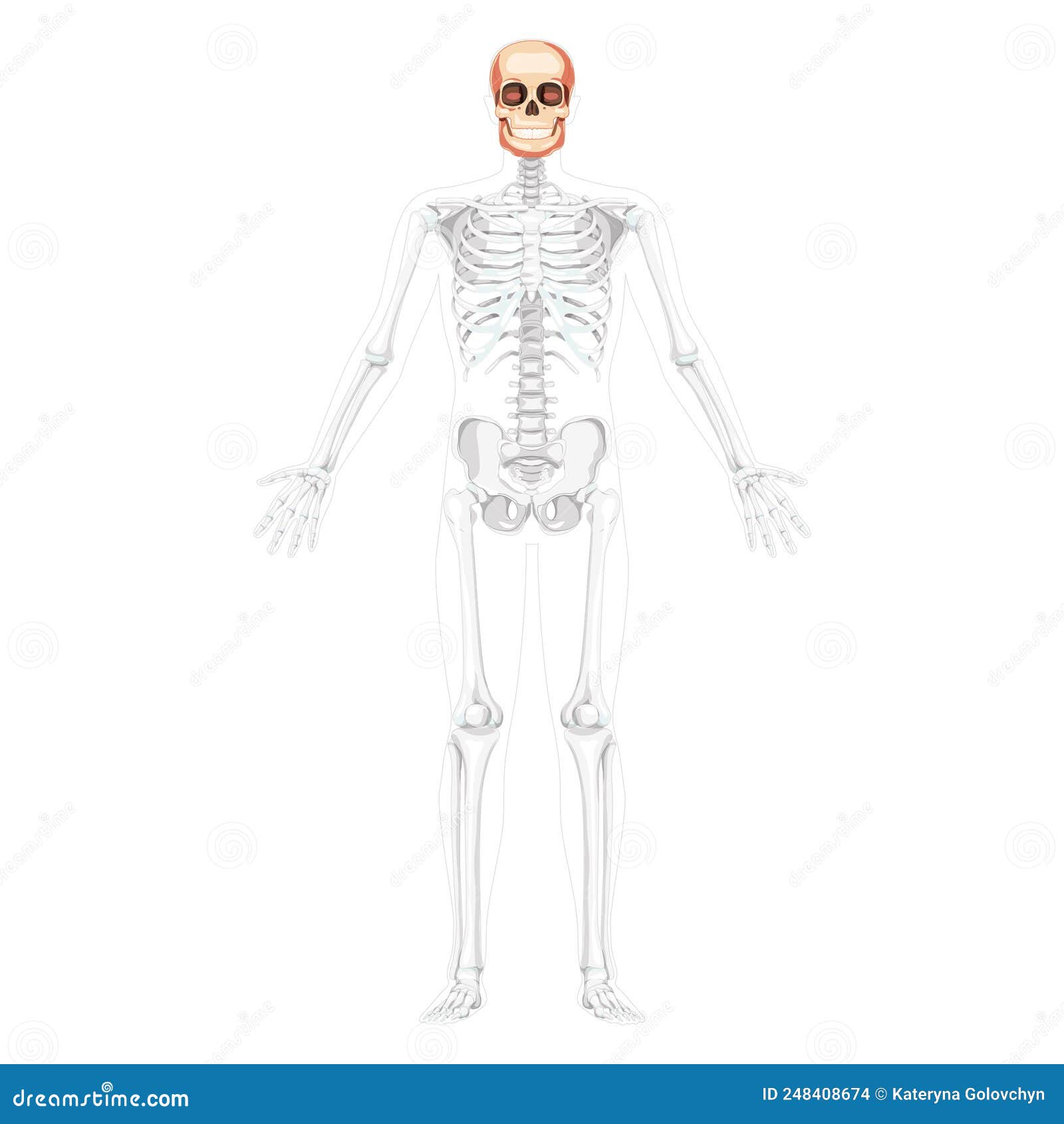 Human Head Skull Skeleton Front View with Open Hands Partly Transparent ...