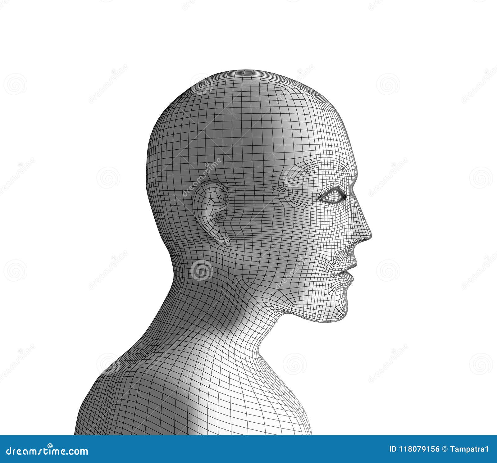 Human Head. Wireframe Model on White Stock Illustration - Illustration ...