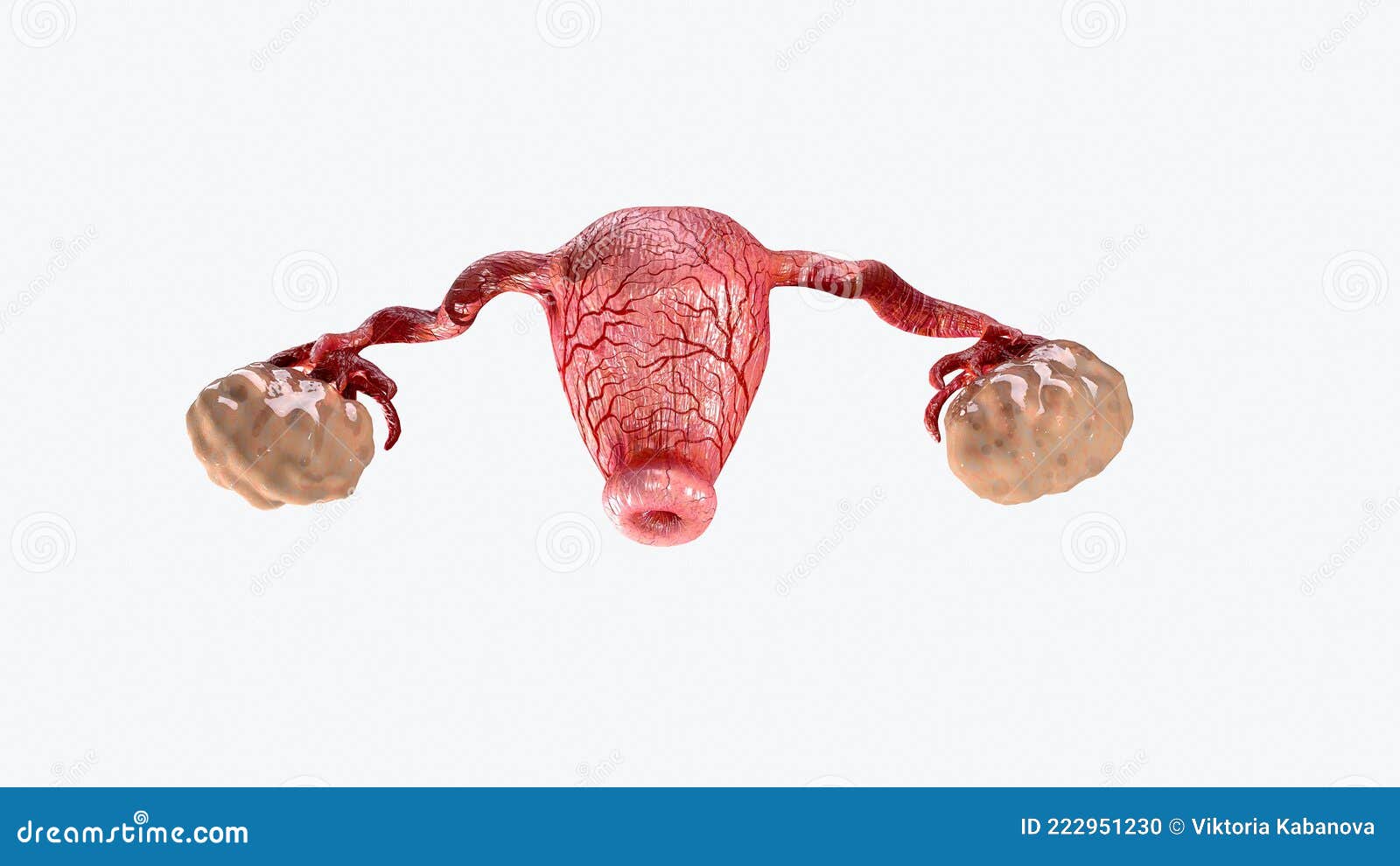 Human healthy Uterus stock illustration. Illustration of human - 222951230
