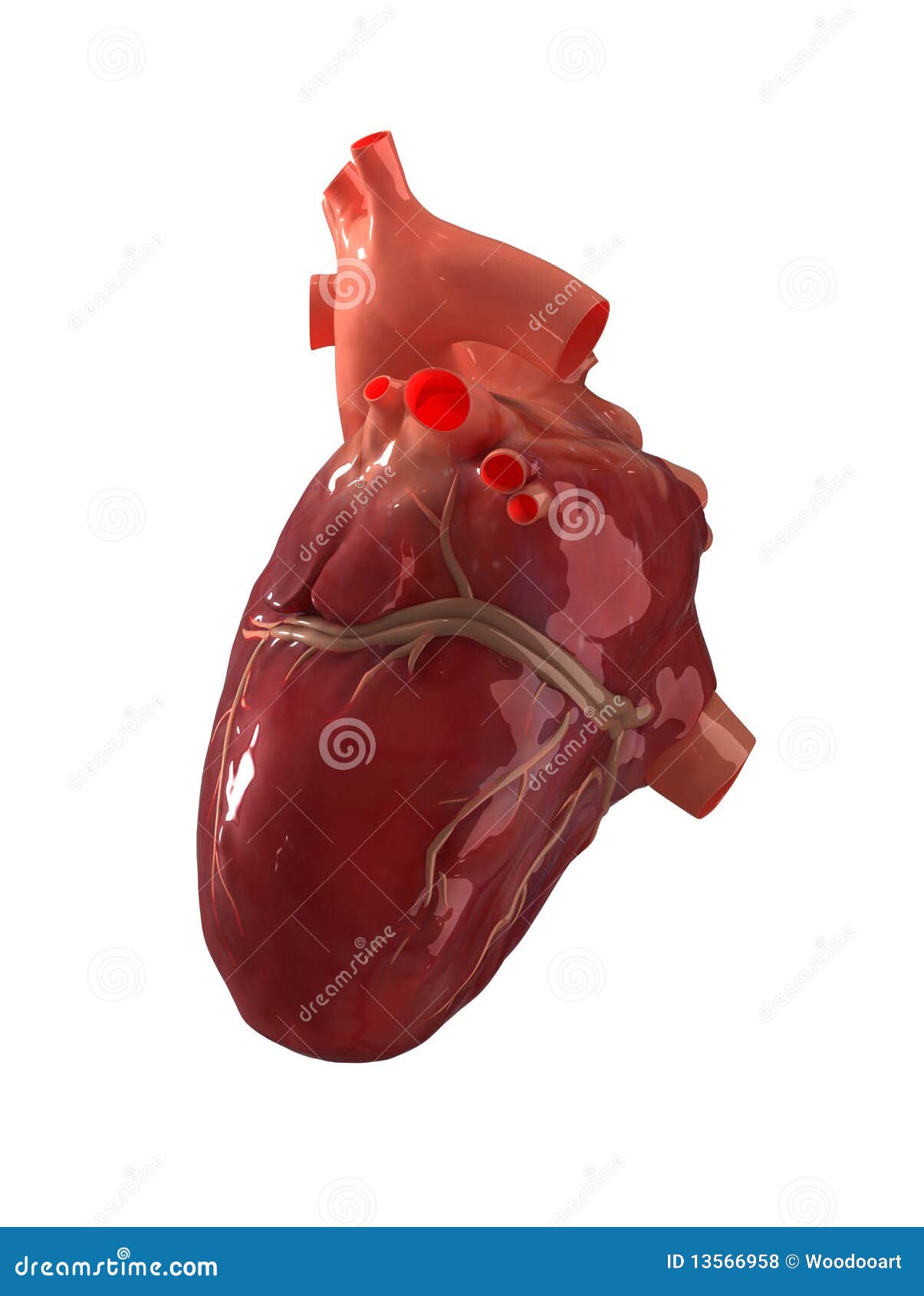 Human heart stock photo. Image of physical, patient, hospital - 13566958