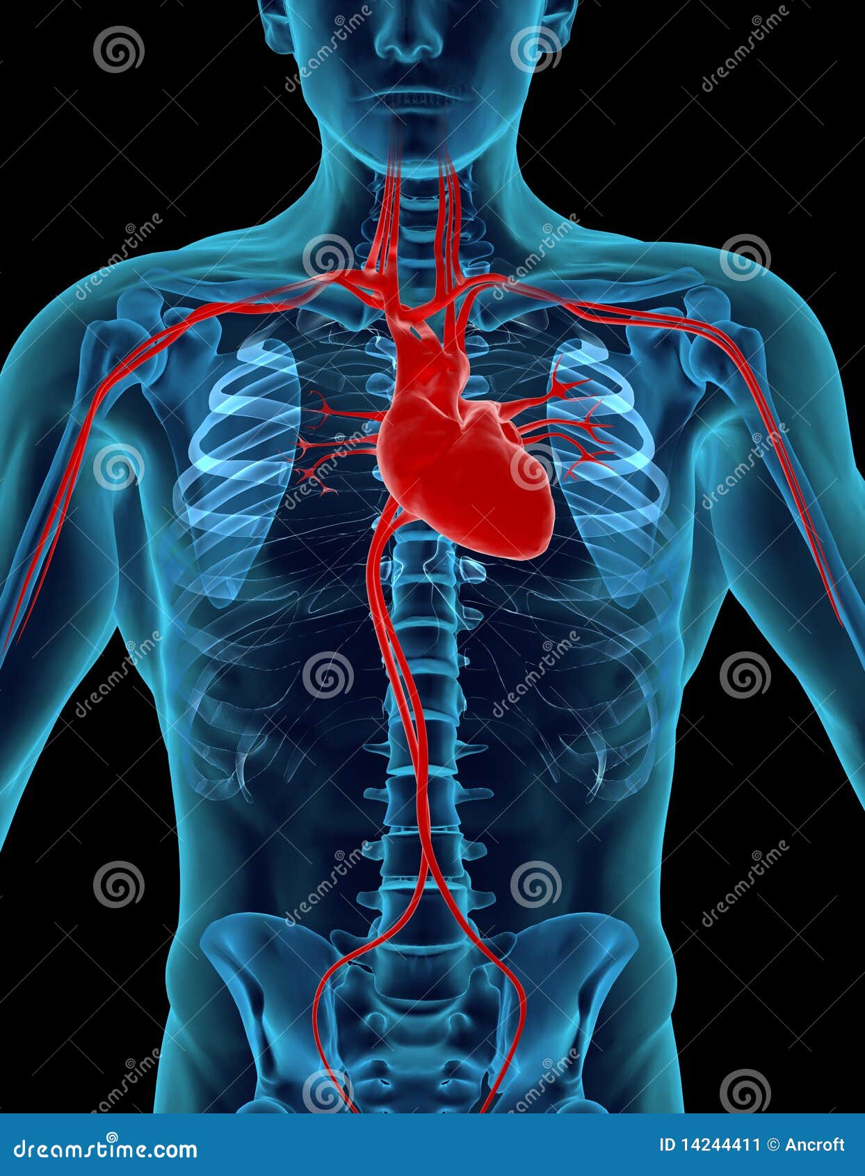 Human Heart Stock Image - Image: 14244411