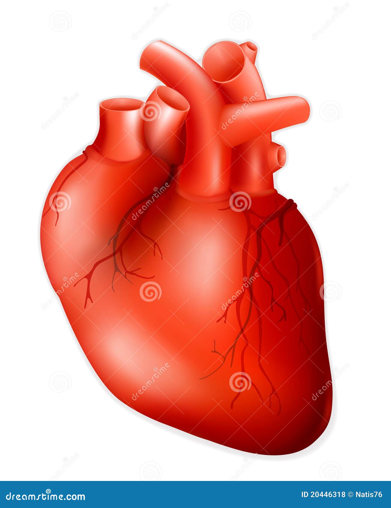 Human Heart Royalty Free Stock Photos - Image: 20446318