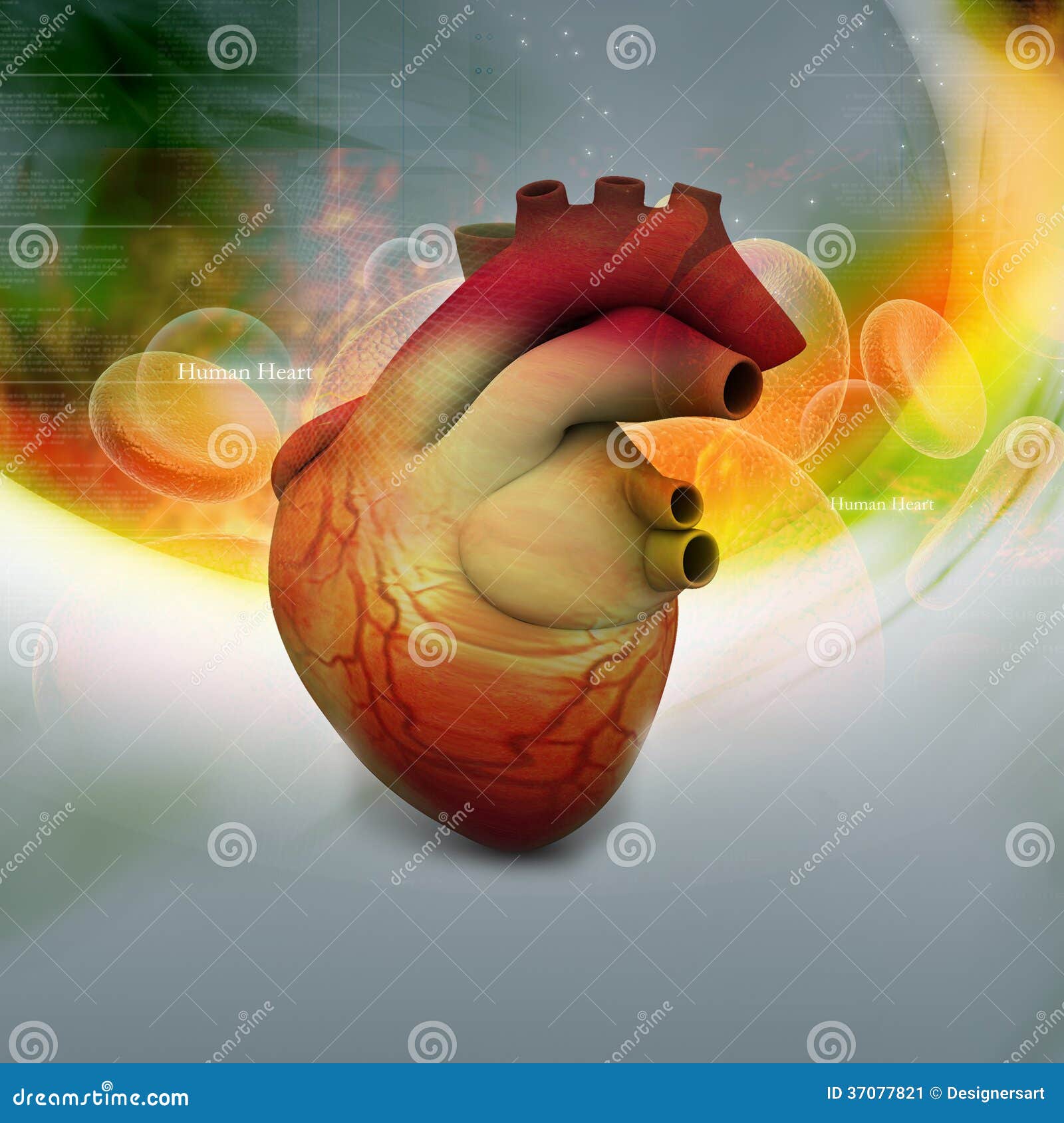 Human heart stock illustration. Illustration of healthy - 37077821