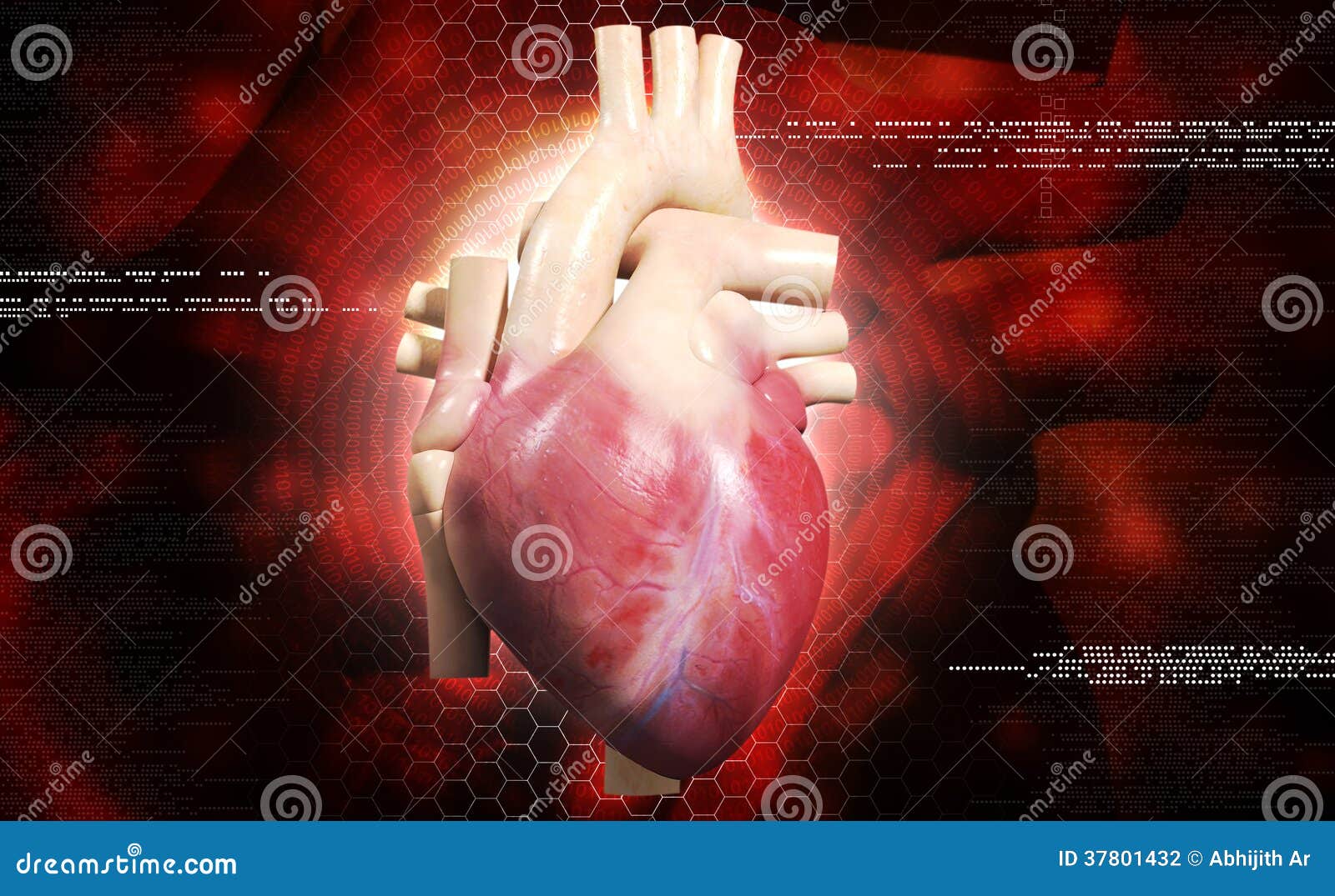 Human heart stock photo. Image of cardio, anatomy, internal - 37801432