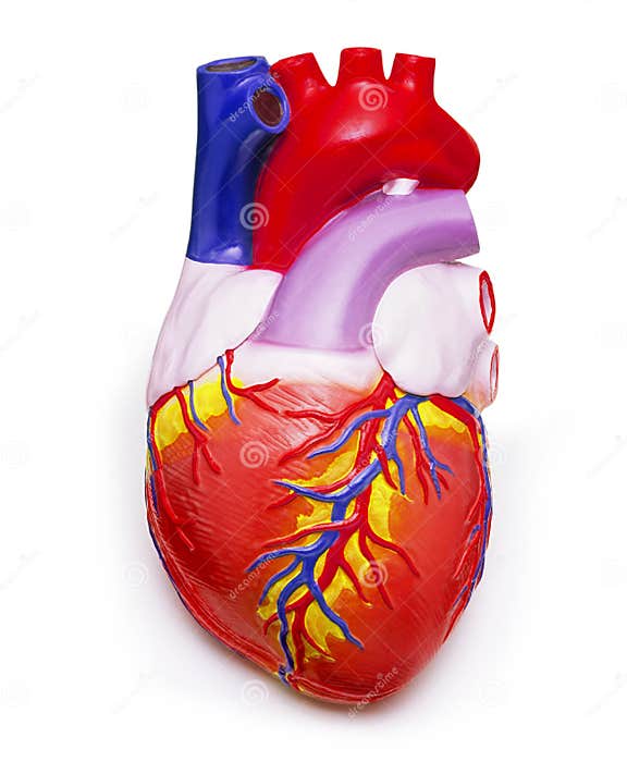 Human Heart stock image. Image of atria, organ, ventricle - 6504817