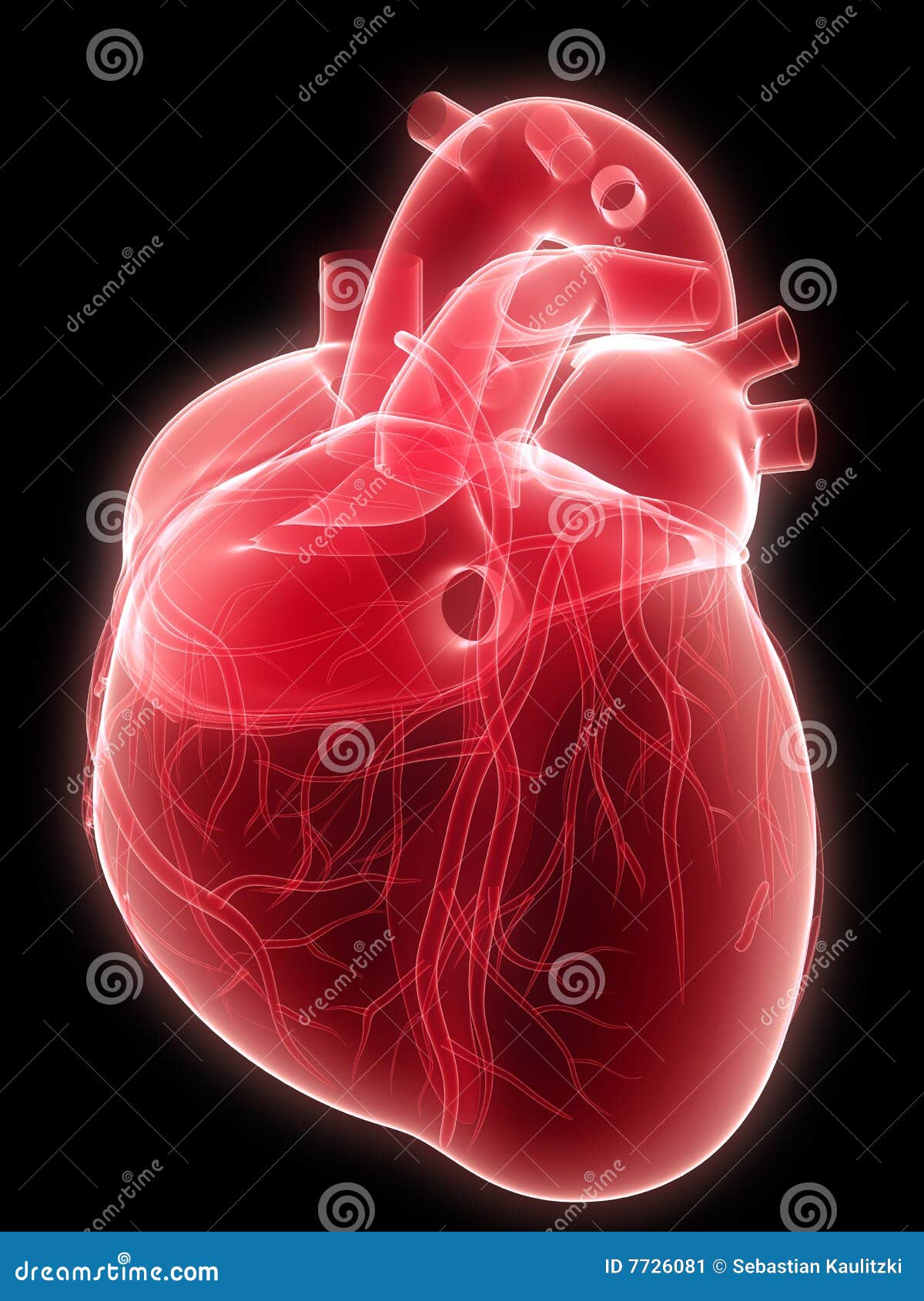 Human Heart During Surgery. Venous And Arterial Blood Circulation ...