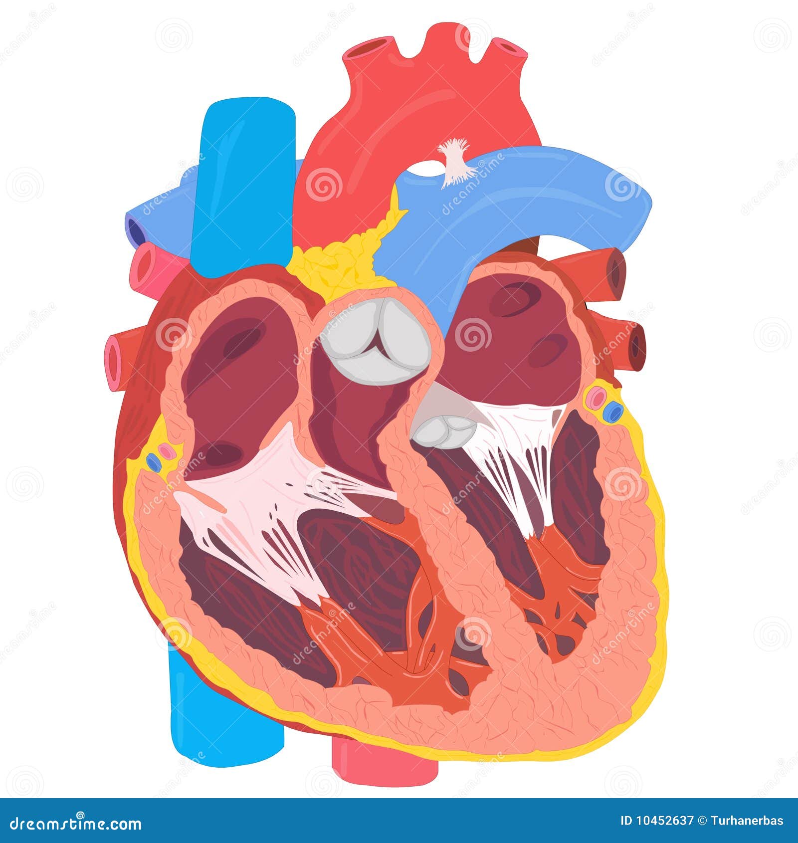 Heart Anatomy Colored Sketch Vector Illustration | CartoonDealer.com ...