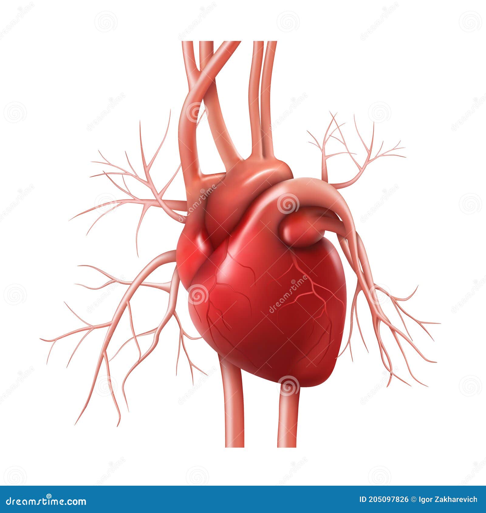 Human Heart Anatomy Isolated on White Background. Stock Vector ...