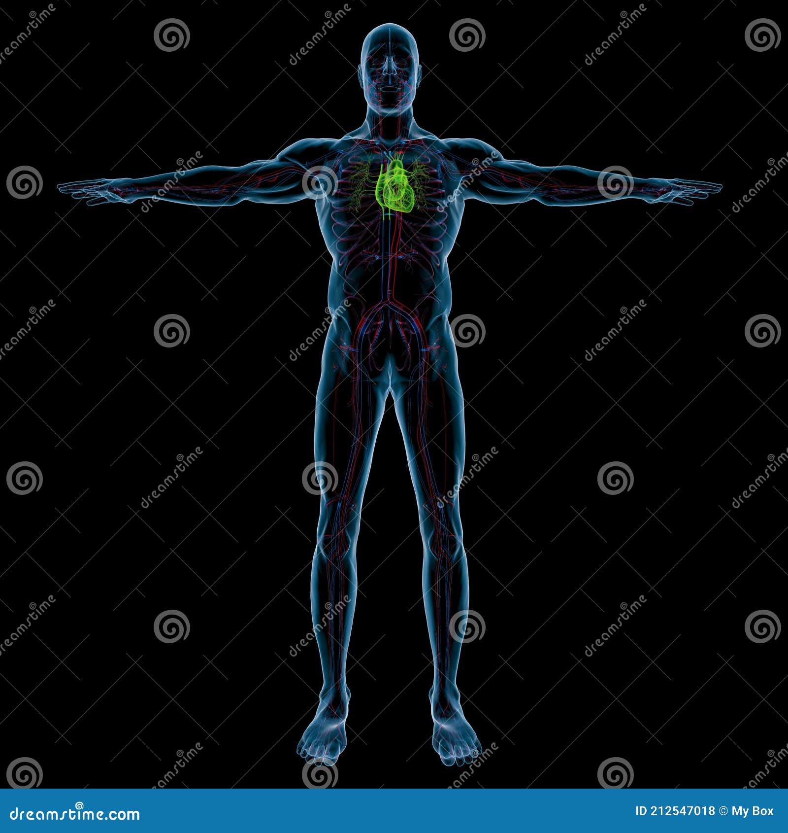 Human Heart Anatomy For Medical Concept 3d Rendering Stock Illustration Illustration Of Artery