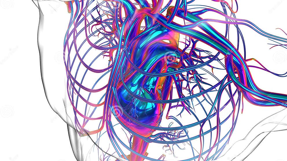 Human Heart Anatomy For Medical Concept 3d Rendering Stock Illustration Illustration Of