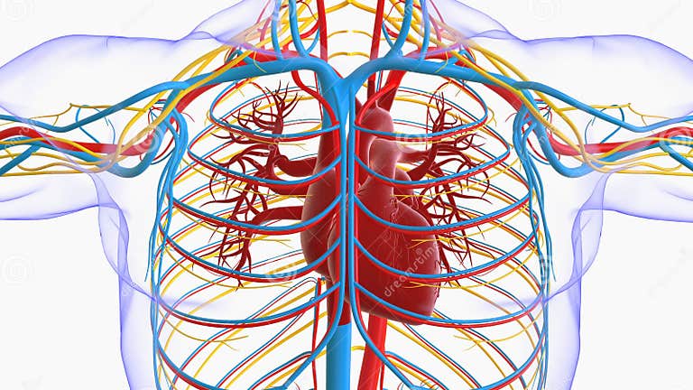 Human Heart Anatomy For Medical Concept 3d Rendering Stock Illustration Illustration Of Vessel