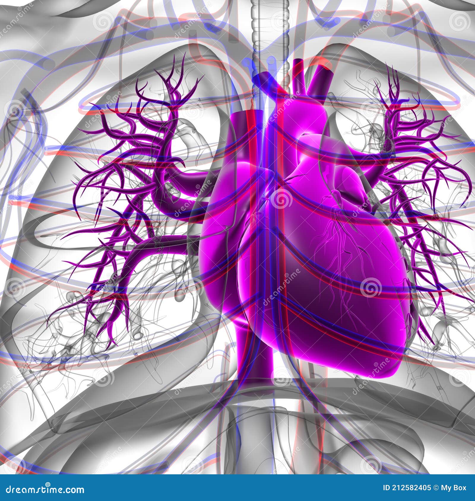 Human Heart Anatomy For Medical Concept 3d Rendering Stock Illustration