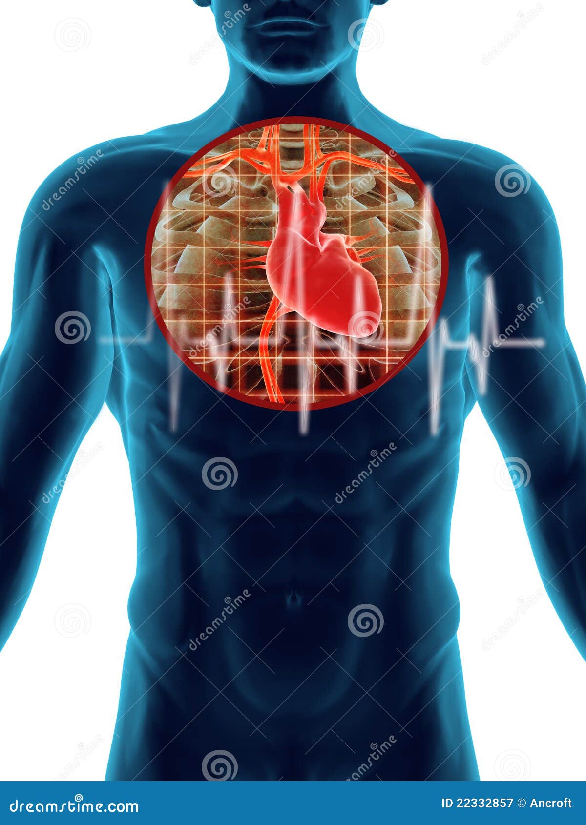 Human Heart Beat Cross Section Stock Illustration - Illustration of ...