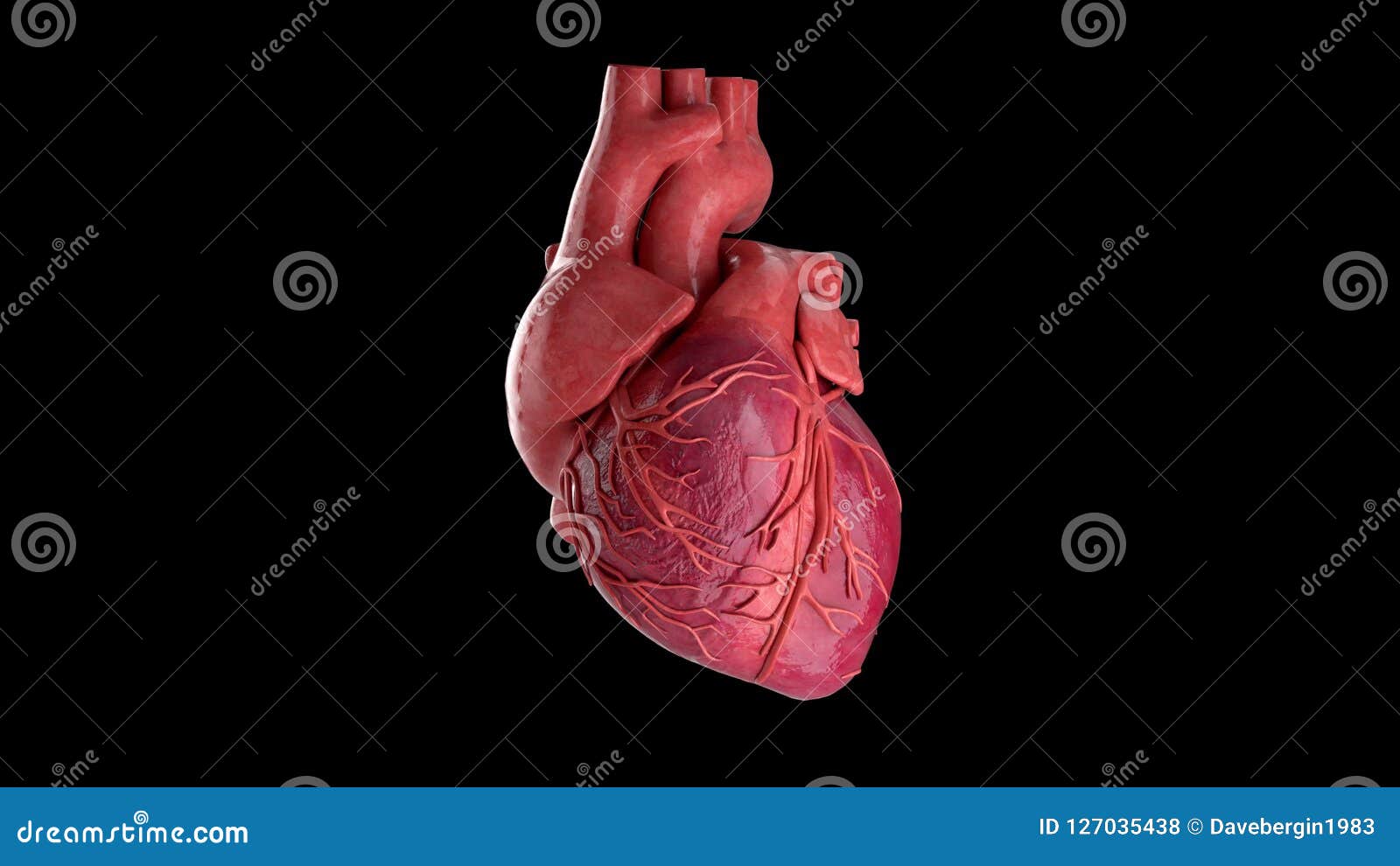 Human Heart Beating 4K Rotating Seamless Loop on Black with Luma Matte ...