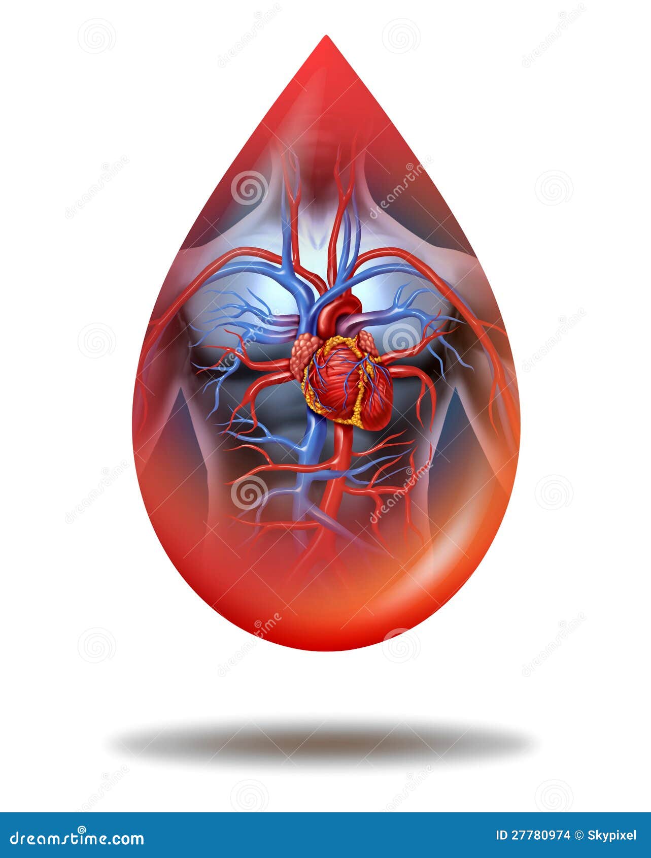 Heart With Blood Vessels, Arteries, Veins Anatomical Sketch. Human ...