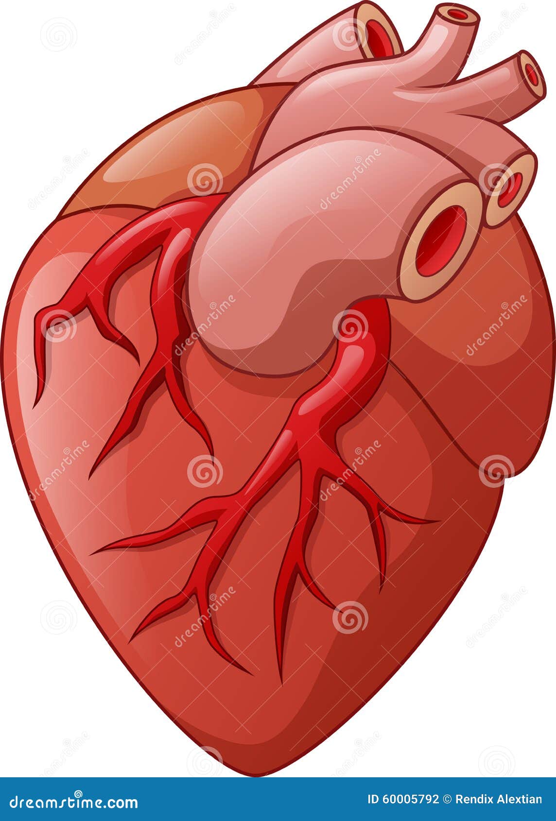 Human Heart Cartoon Illustration Stock Vector - Illustration of ...