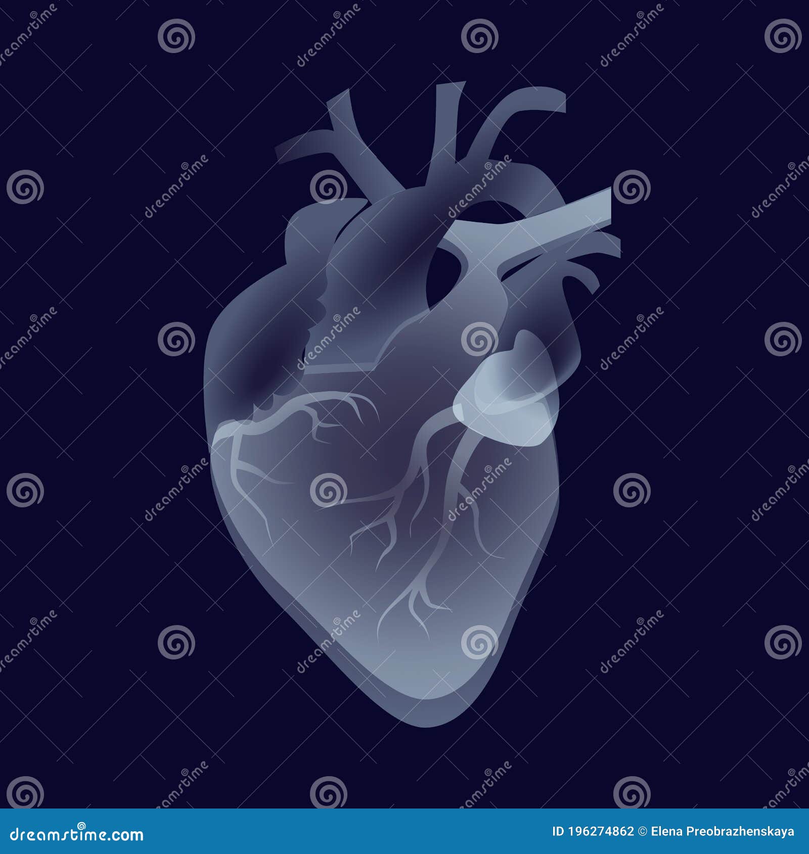 Human Heart, Circulatory System. Transparent Organs on a Dark ...