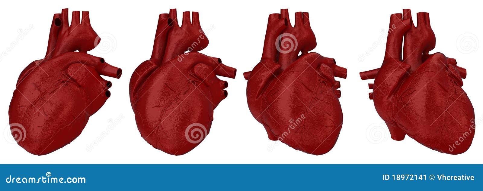 Human heart concept stock illustration. Illustration of circulation ...