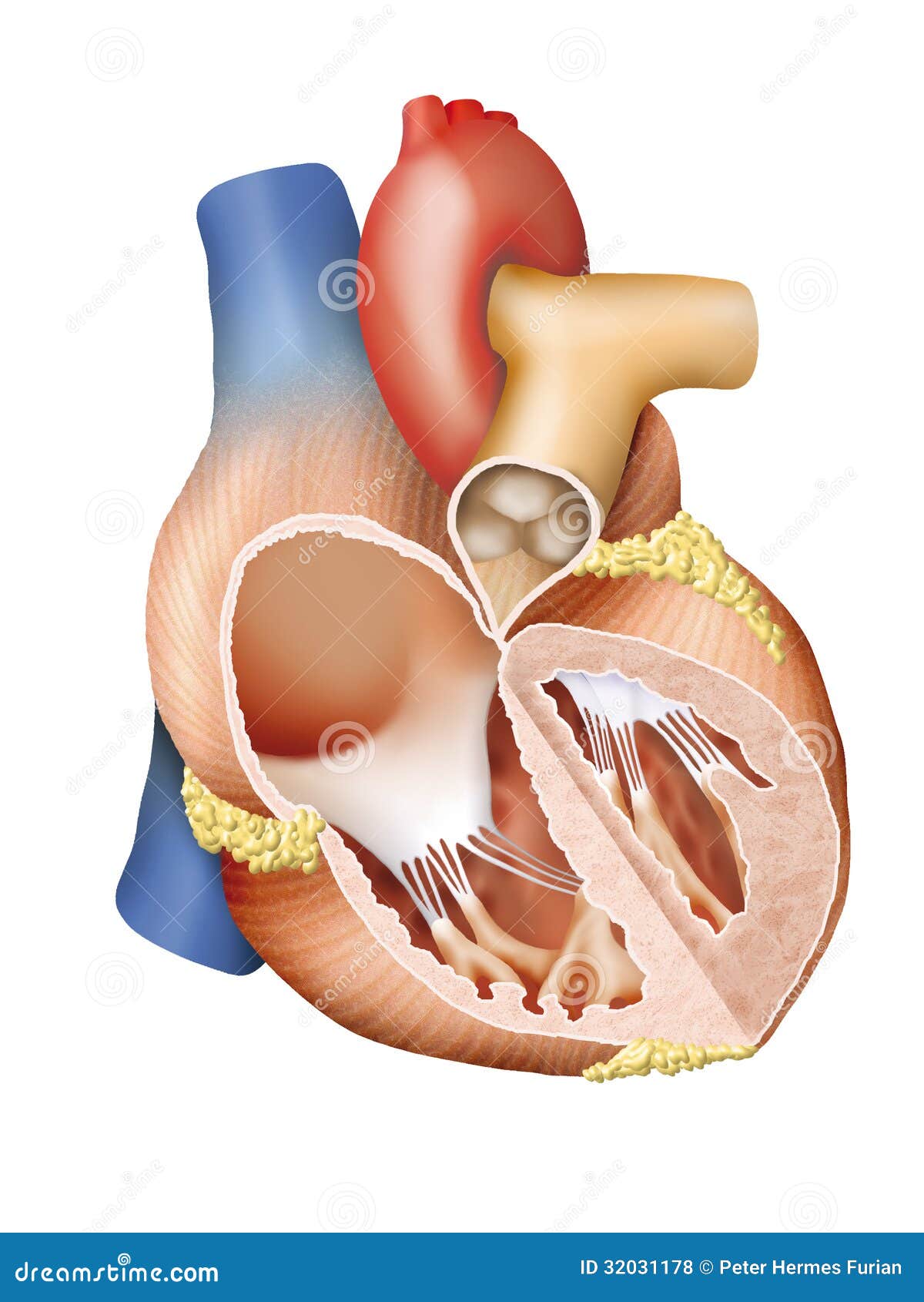 Human Heart Cross Section stock illustration. Illustration of ardiac ...