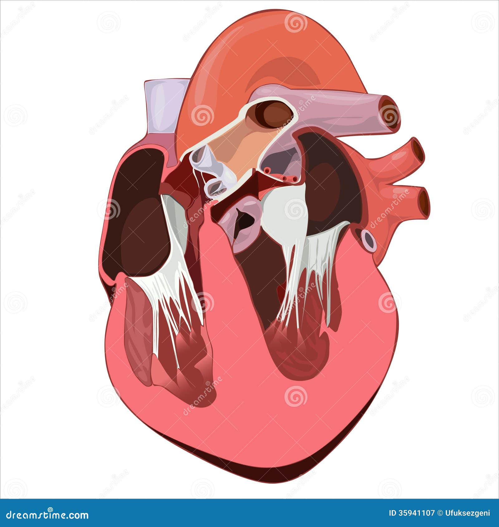 Human Heart Cross Section stock vector. Illustration of health - 35941107