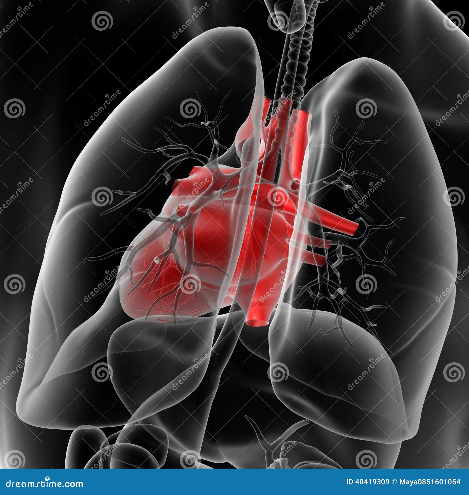 Human heart stock illustration. Illustration of energy - 40419309