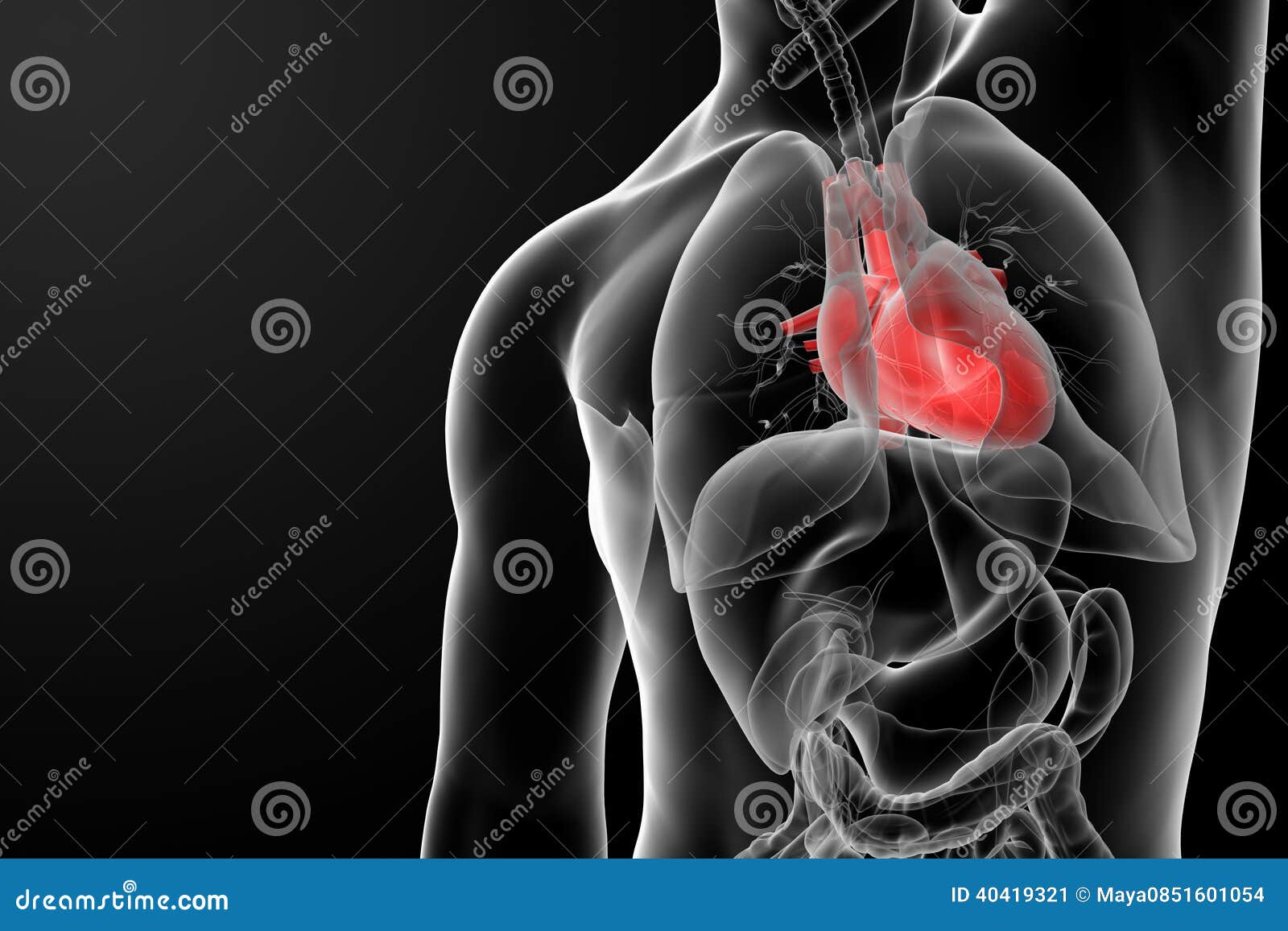 Human Heart Front View Stock Illustrations – 410 Human Heart Front View ...