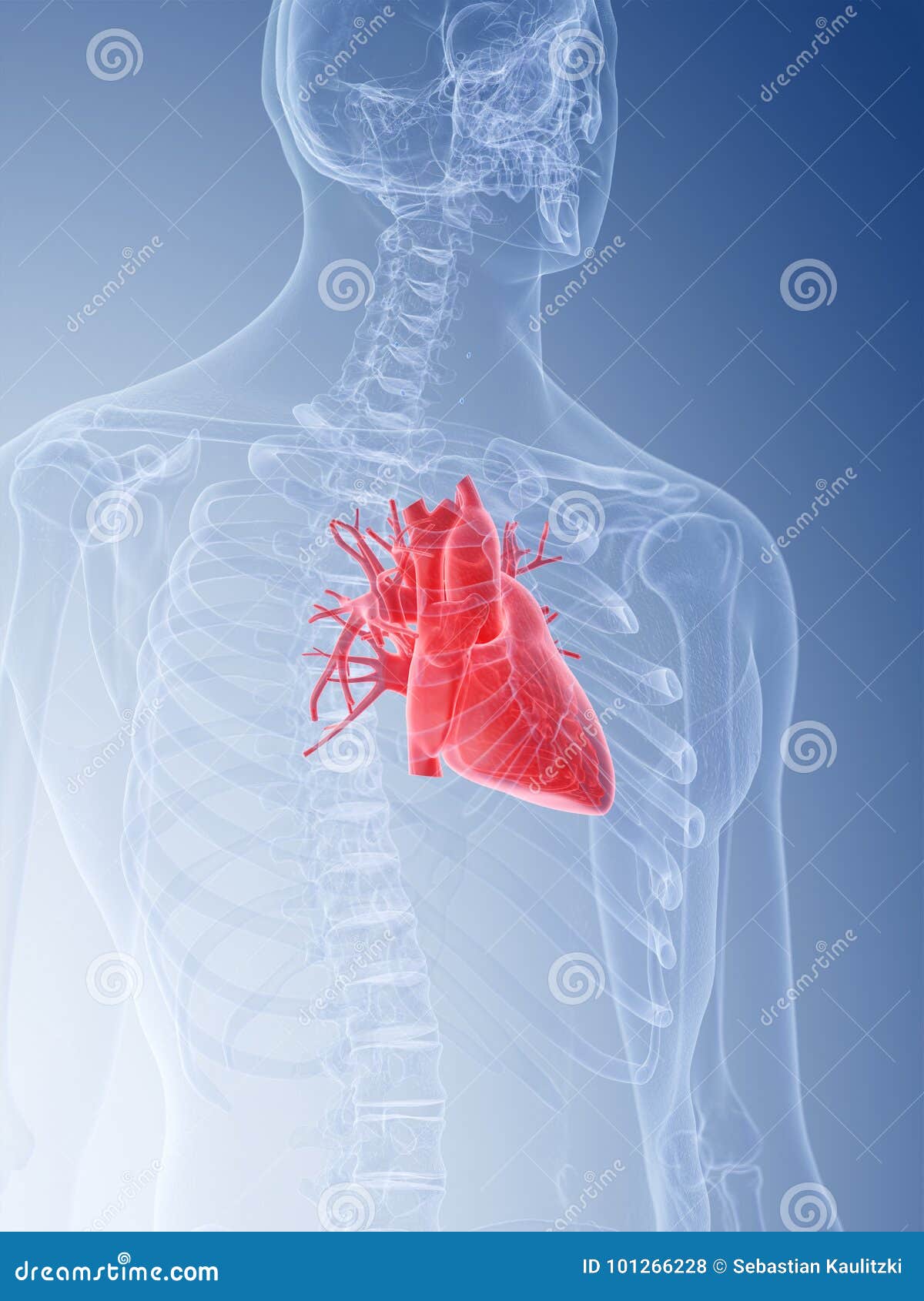 Human heart stock illustration. Illustration of graphic - 101266228