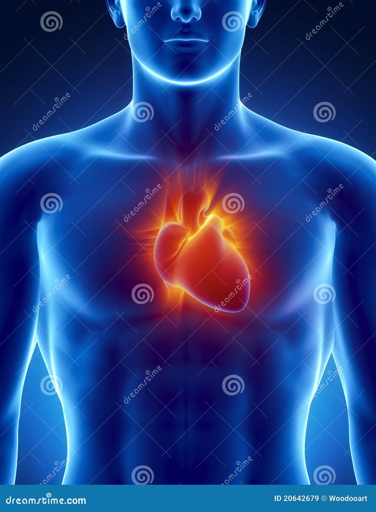 Human Heart in Detail with Glowing Rays Stock Illustration ...