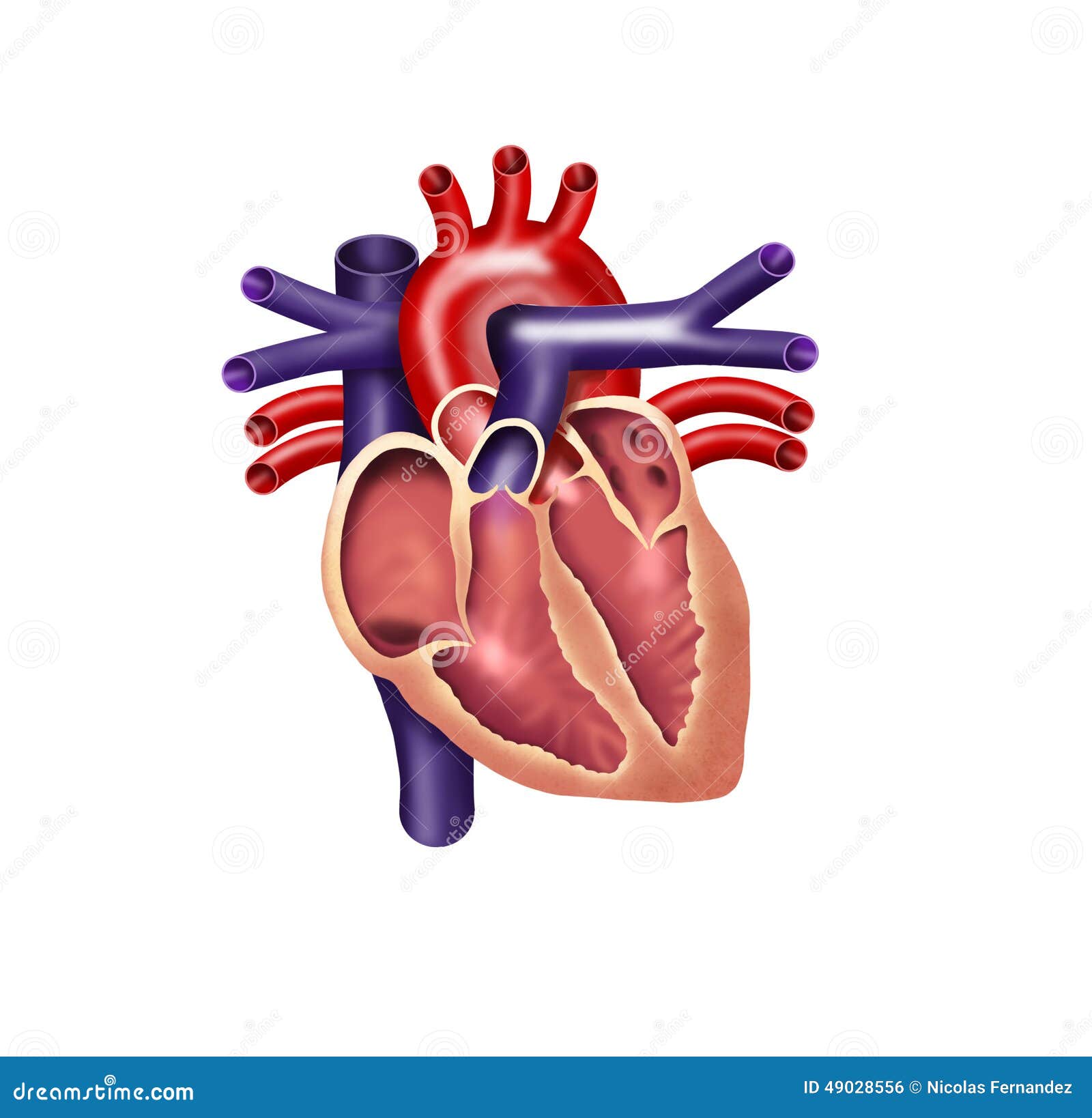 Human heart stock illustration. Illustration of coronary - 49028556