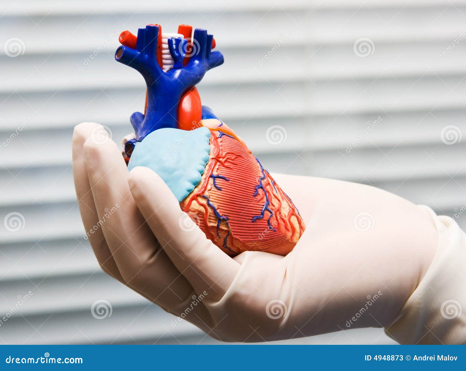Human Heart in Doctor S Hand Stock Image - Image of concepts, hand: 4948873
