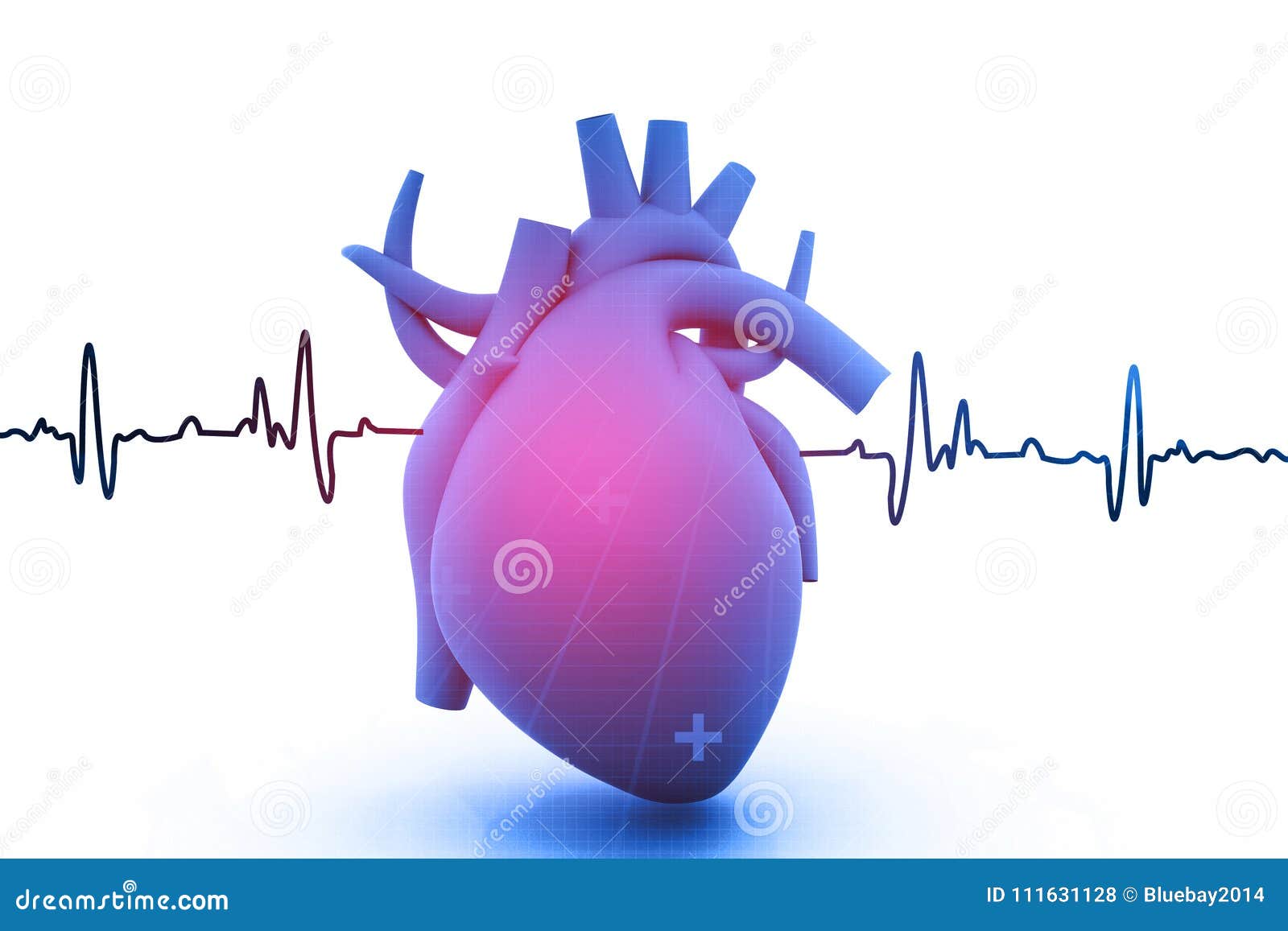 Human heart with ecg graph stock illustration. Illustration of healthy ...