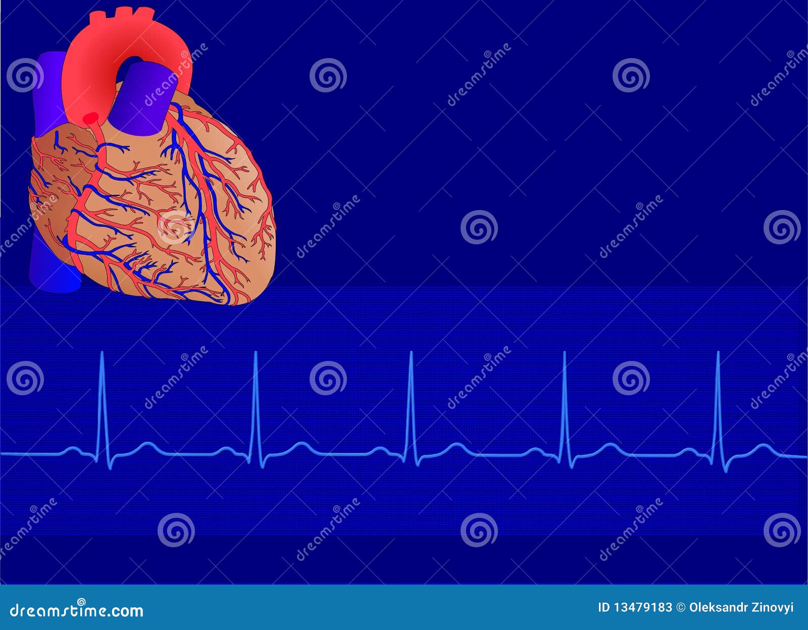 Human Heart& Electrocardiogram Cartoon Vector | CartoonDealer.com #13479183