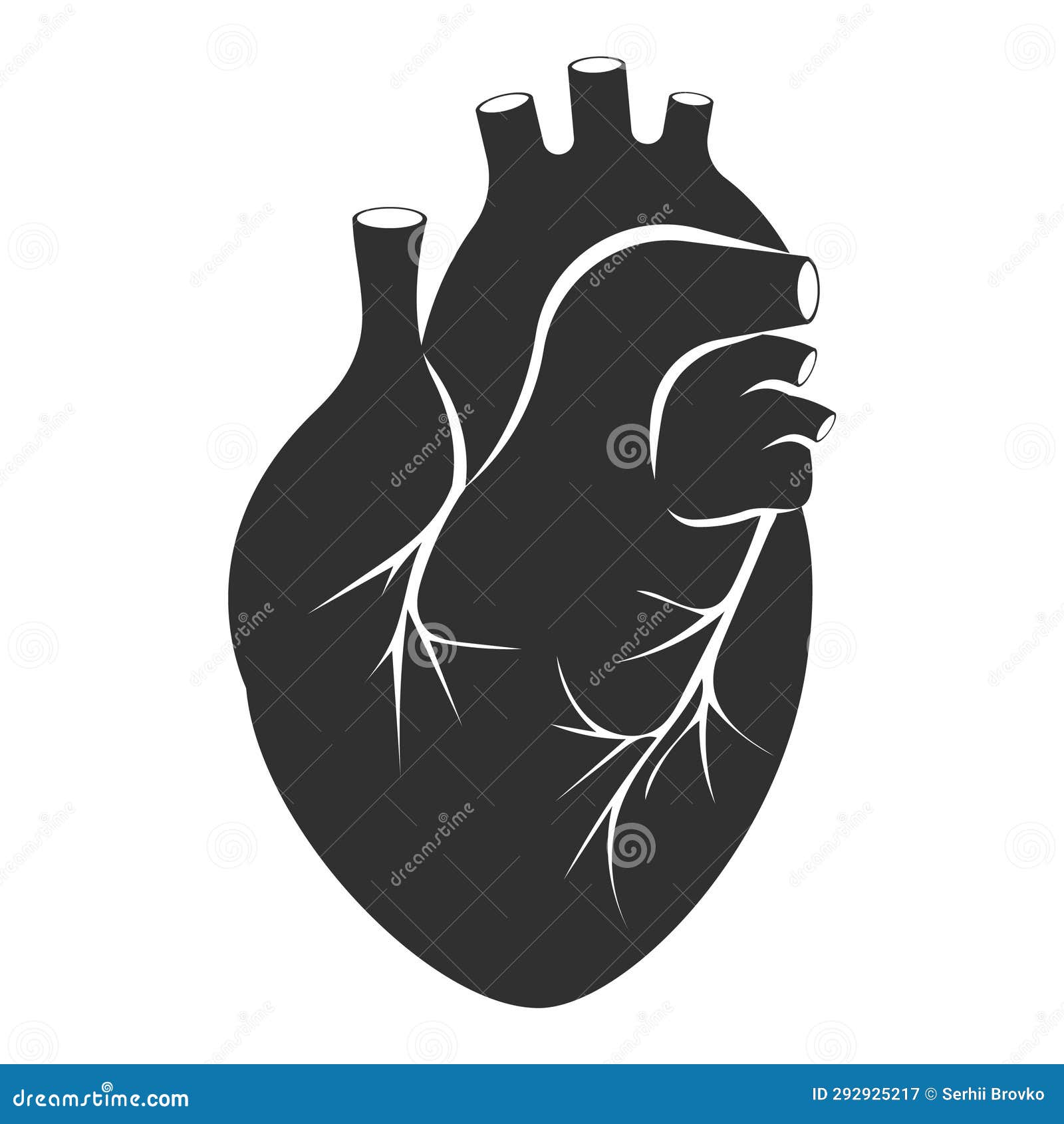 Human Anatomically Correct Heart Realistic Illustration Isolated ...
