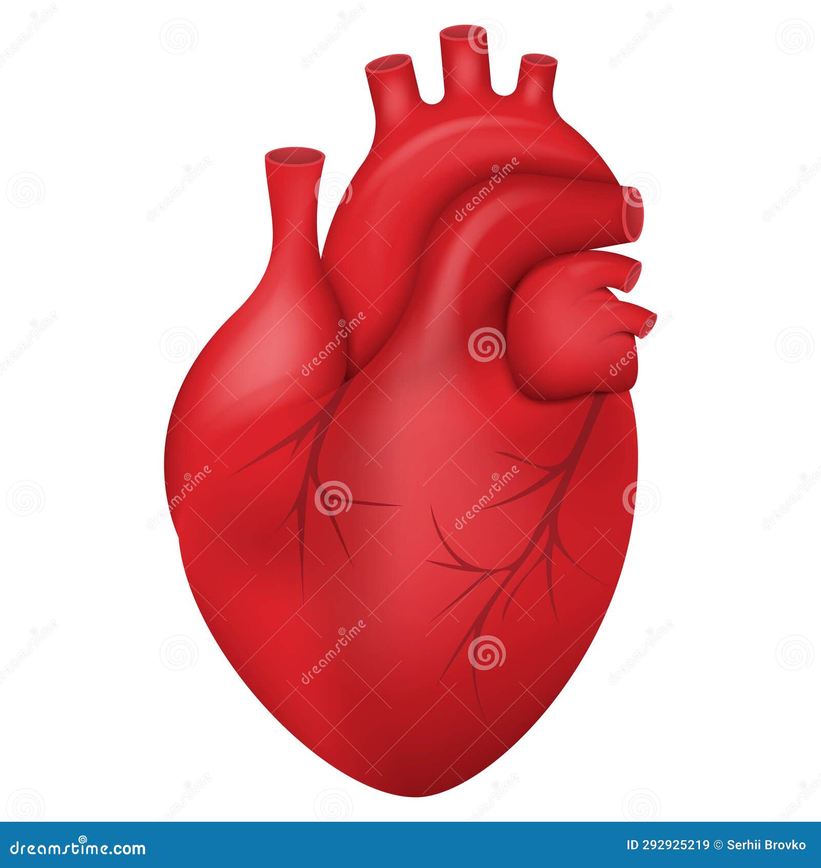 Human Heart Icon. Anatomically Correct Heart with Venous System Icon ...