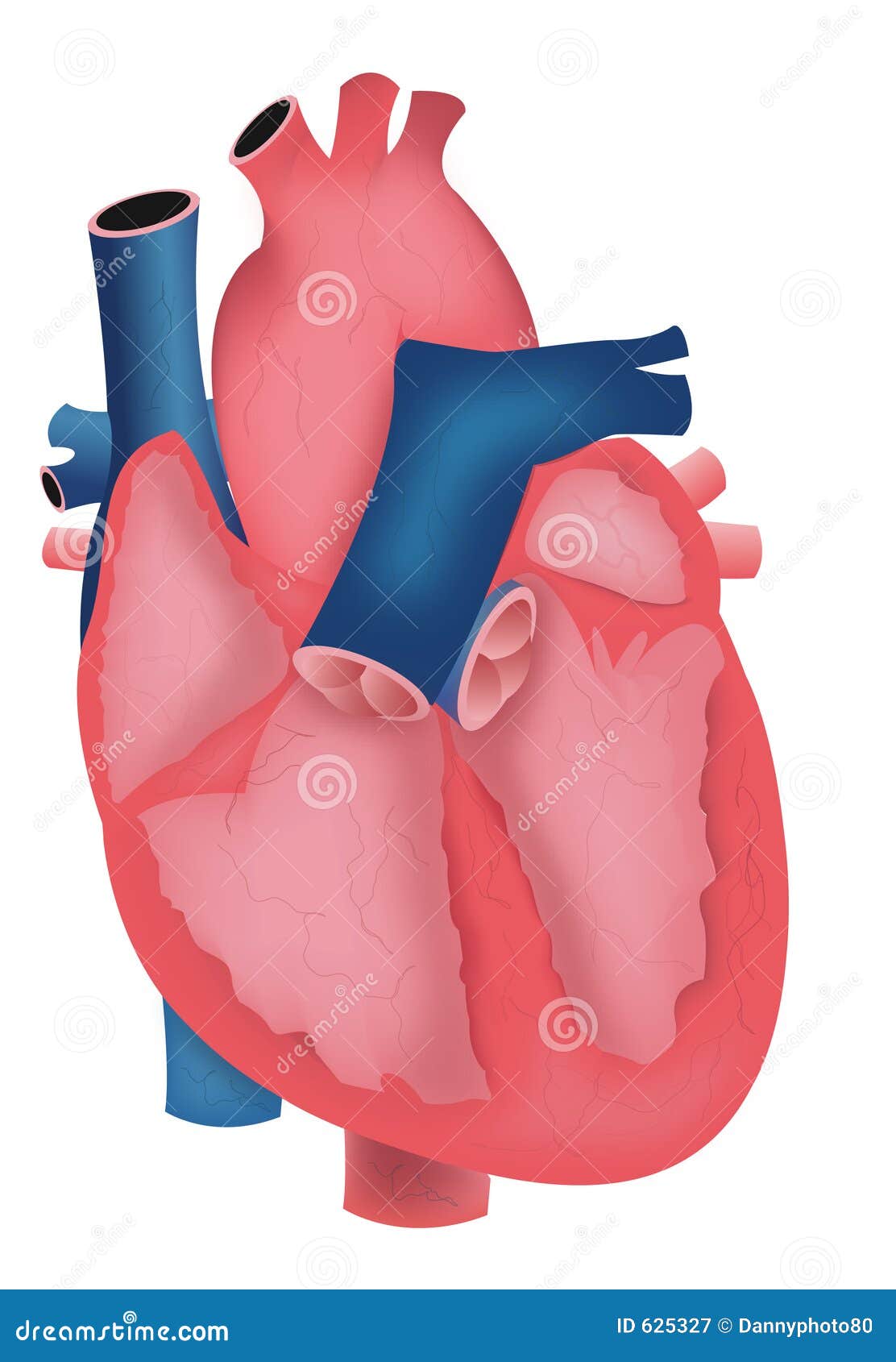 Human Heart Diagram Not Labeled