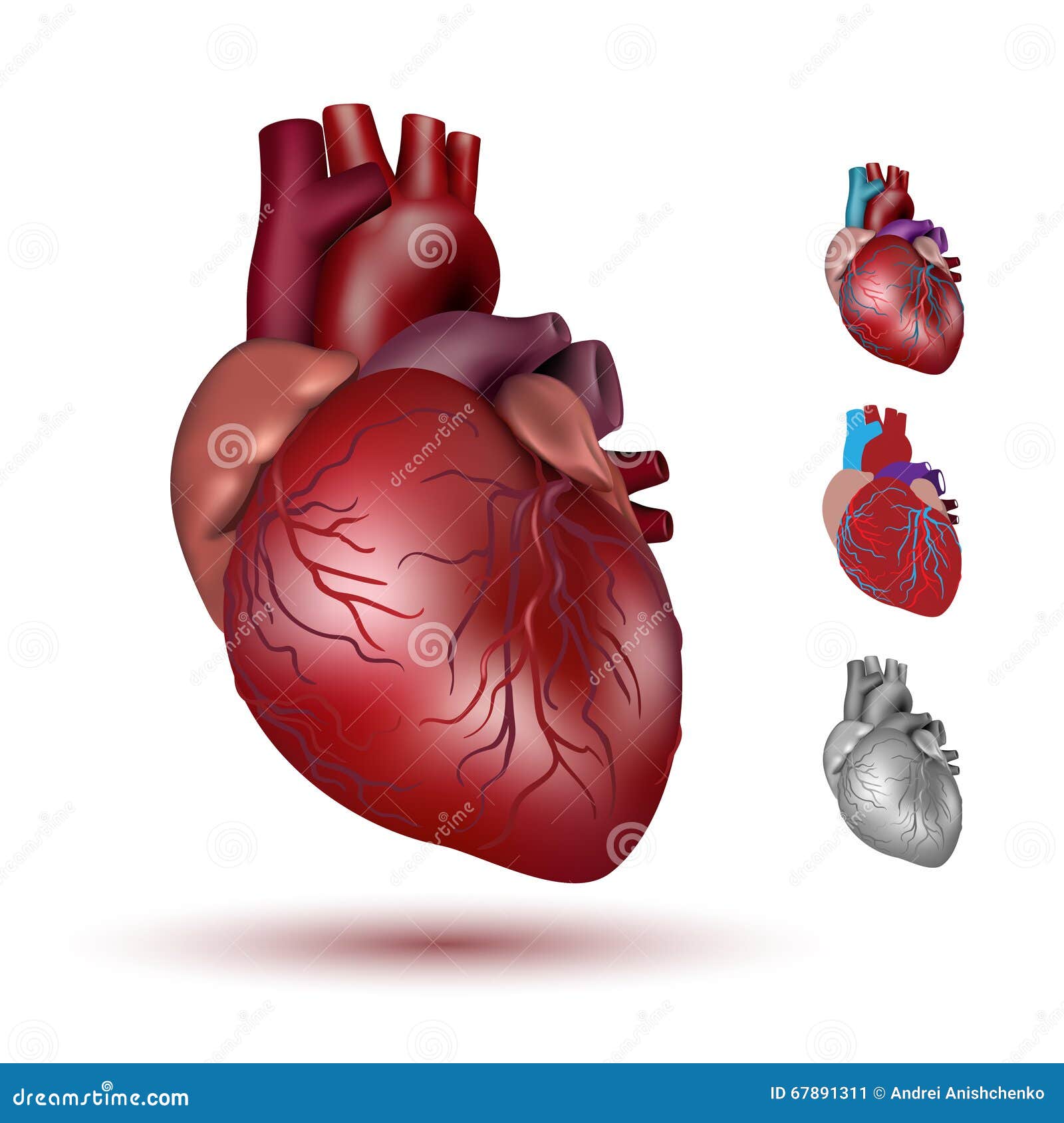 Human heart illustration stock vector. Illustration of left - 67891311
