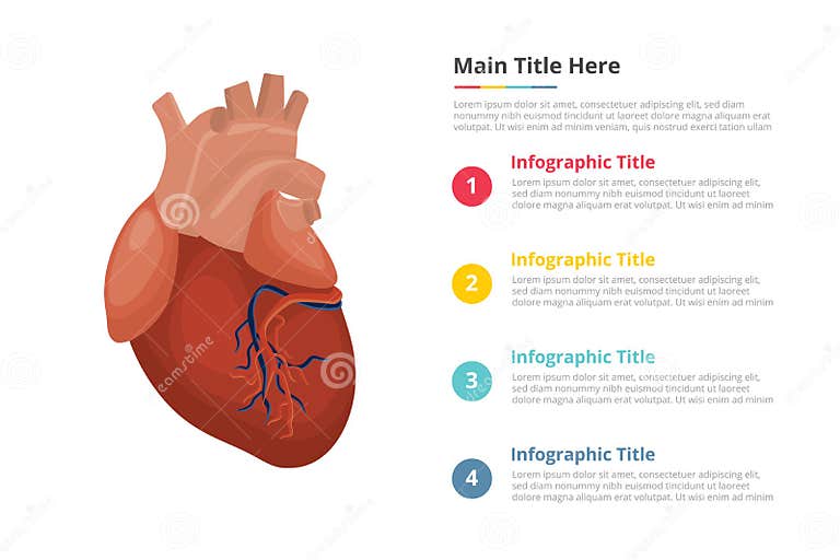 Human Heart Infographics Template with 4 Points of Free Space Text ...