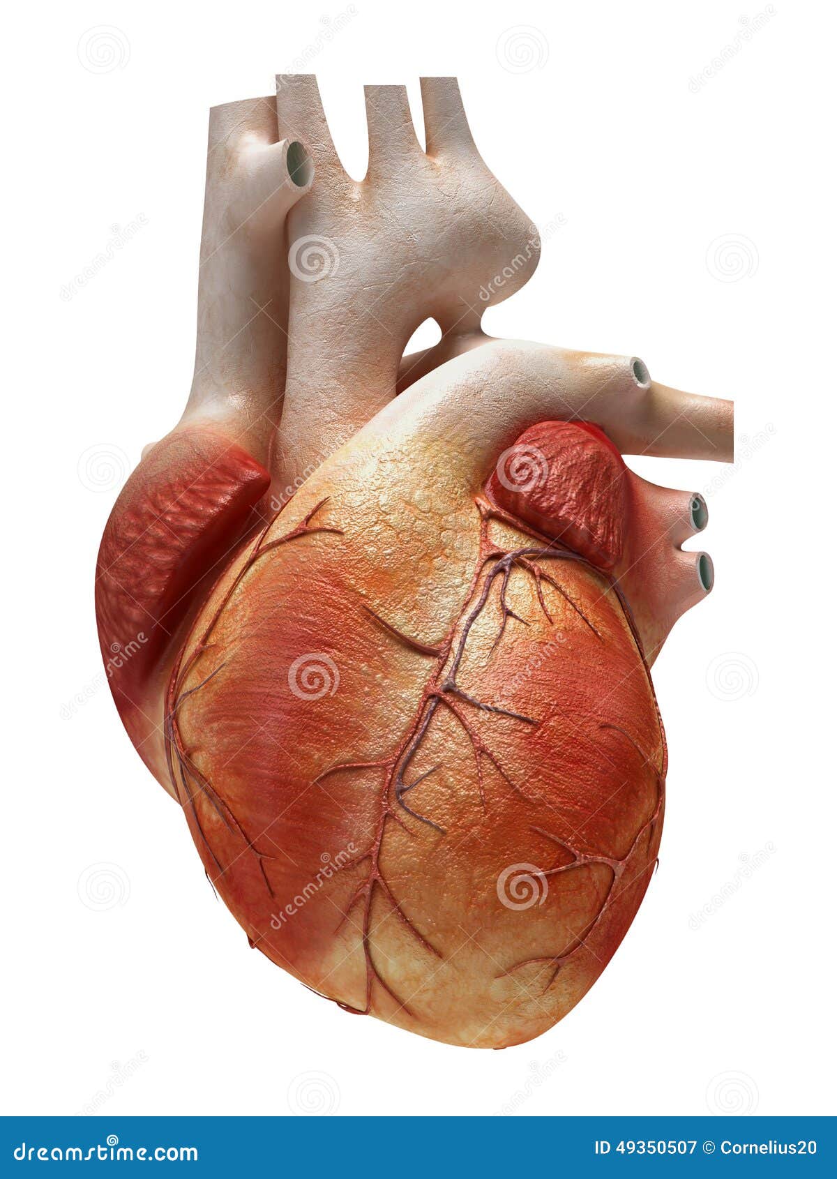 Human heart isolated stock illustration. Illustration of internal ...