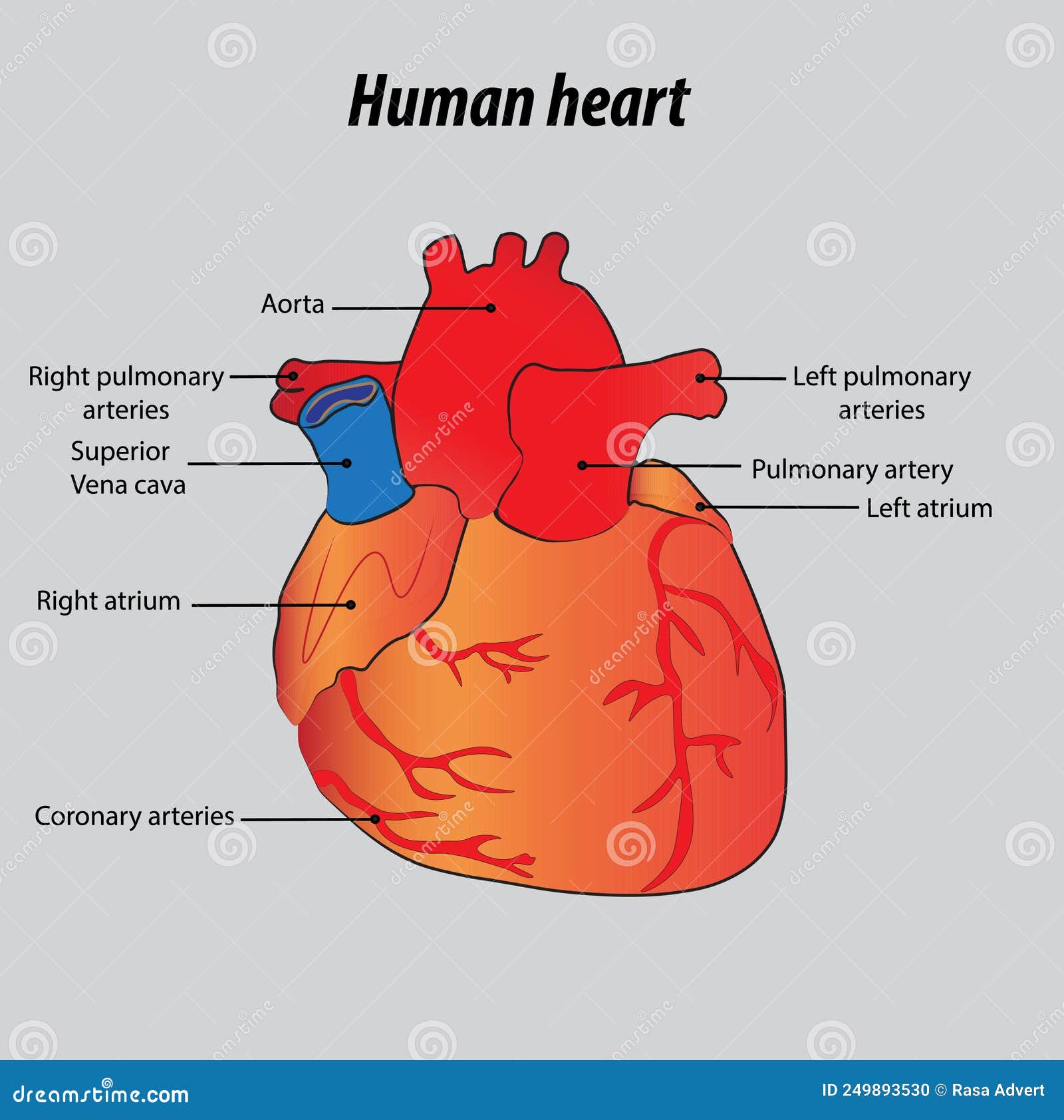 Human Heart Diagram Without Labels Koibana Info Human Heart Diagram ... Human Heart Diagram Without Labels Koibana Info Human Heart Diagram ...