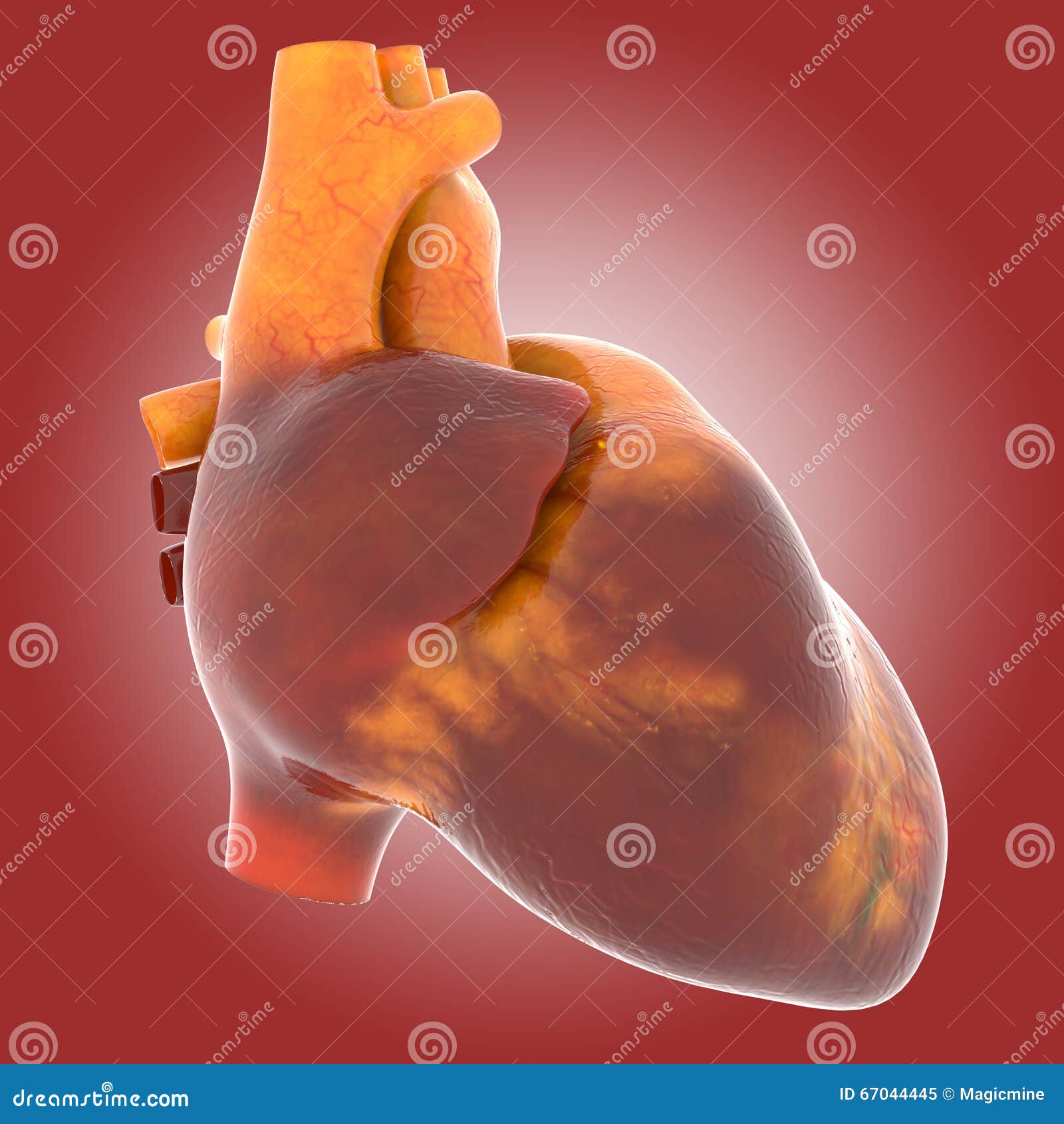 Human Heart live stock illustration. Illustration of heartbeat - 67044445