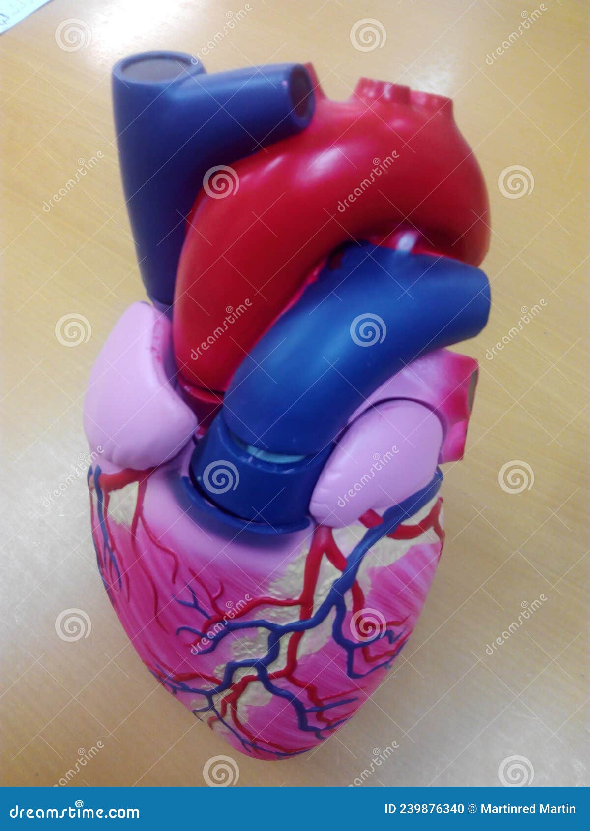 Human Heart Model for Education Stock Photo - Image of love, leather ...