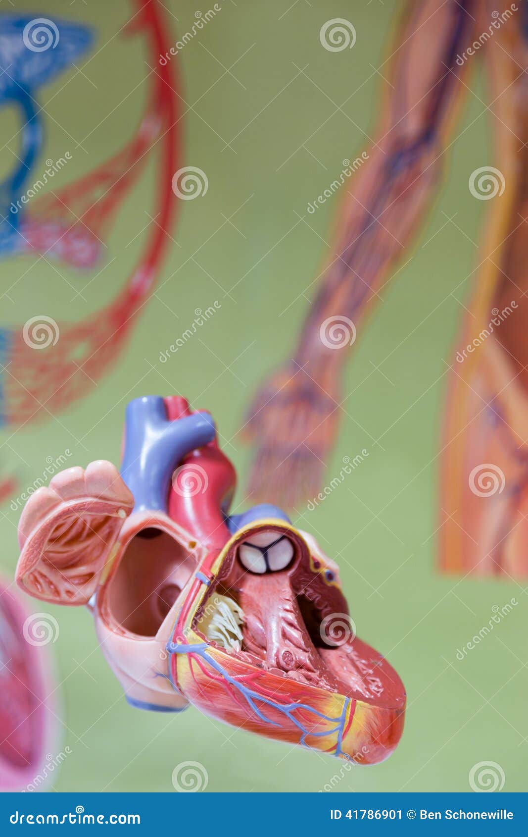 Human Heart Model in Front of Wallchart Stock Image - Image of blood ...